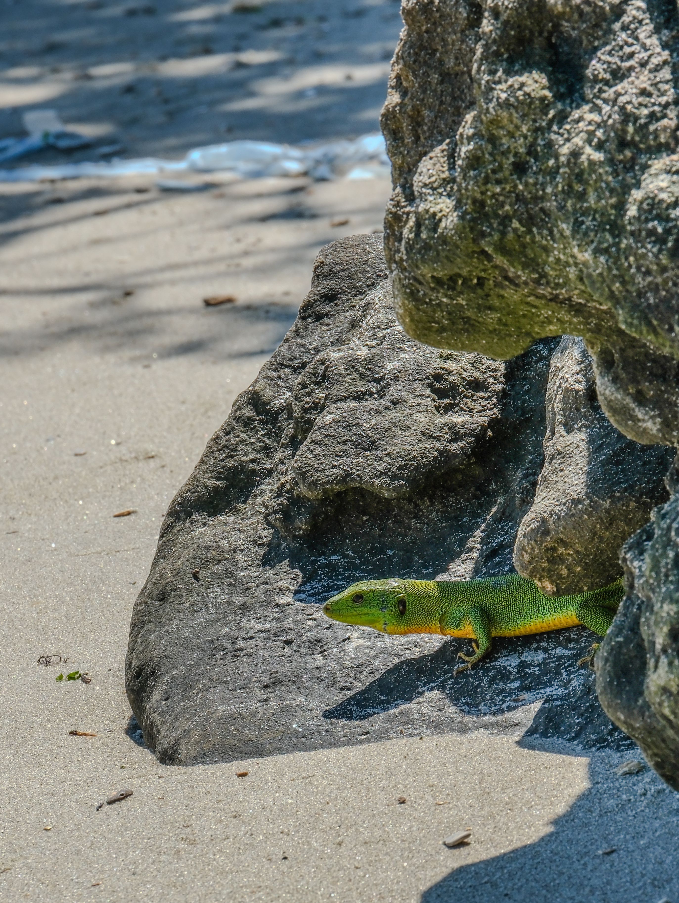 Adapt Photos, Download The BEST Free Adapt Stock Photos & HD Images