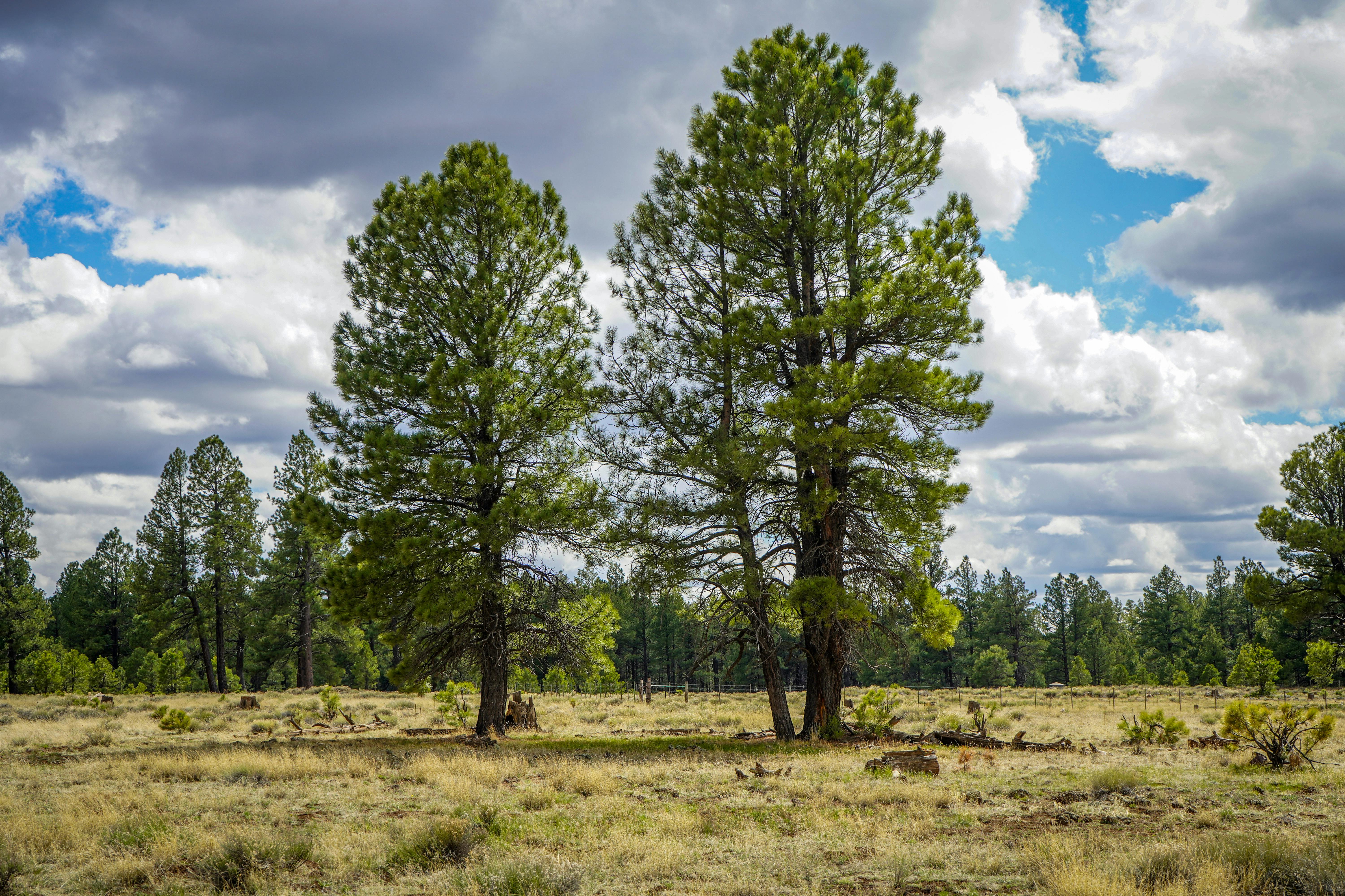 Scenic Pine Trees in Flagstaff, Arizona Landscape · Free Stock Photo