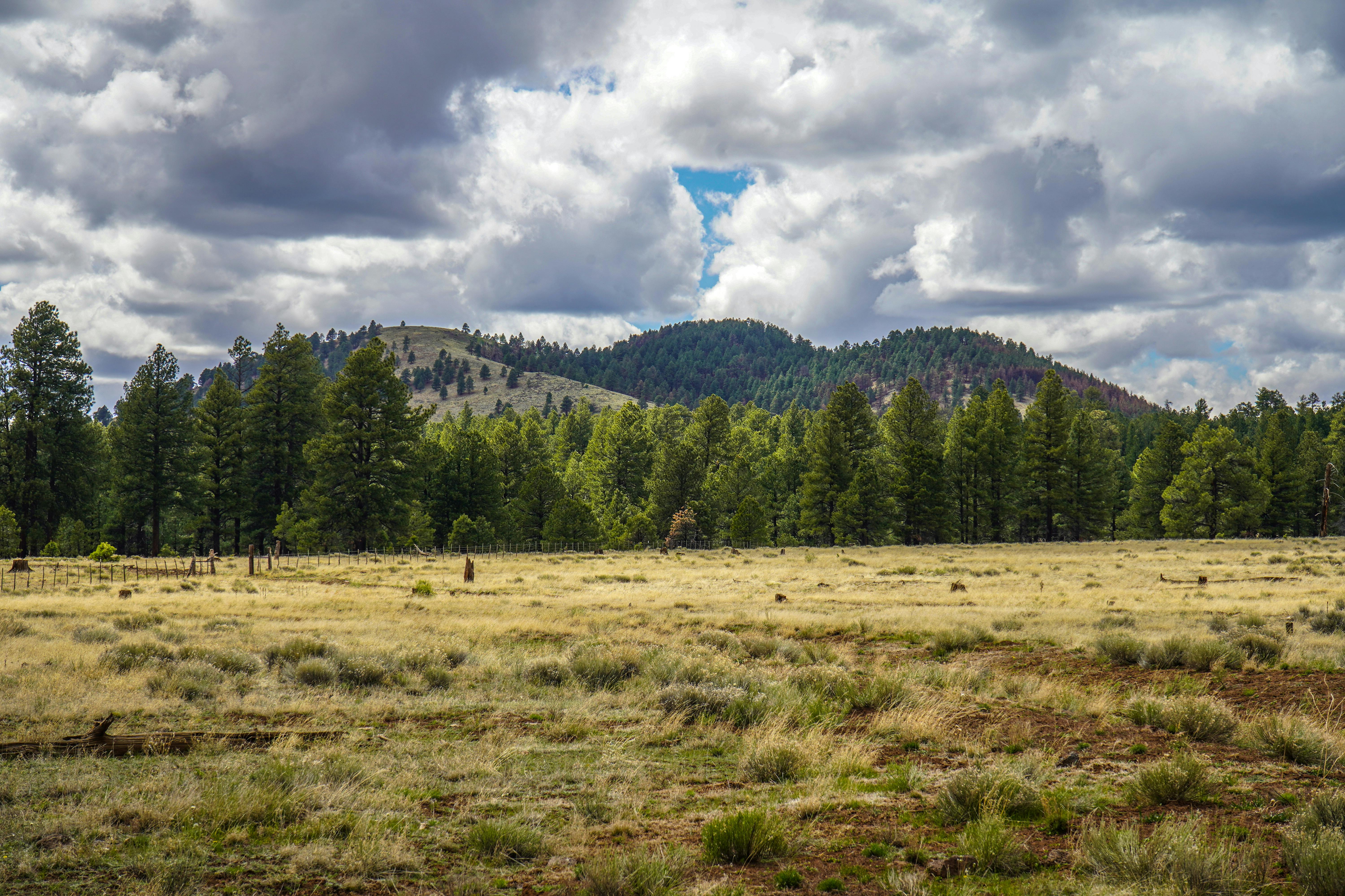 Beautiful Forest Landscape in Flagstaff, Arizona · Free Stock Photo