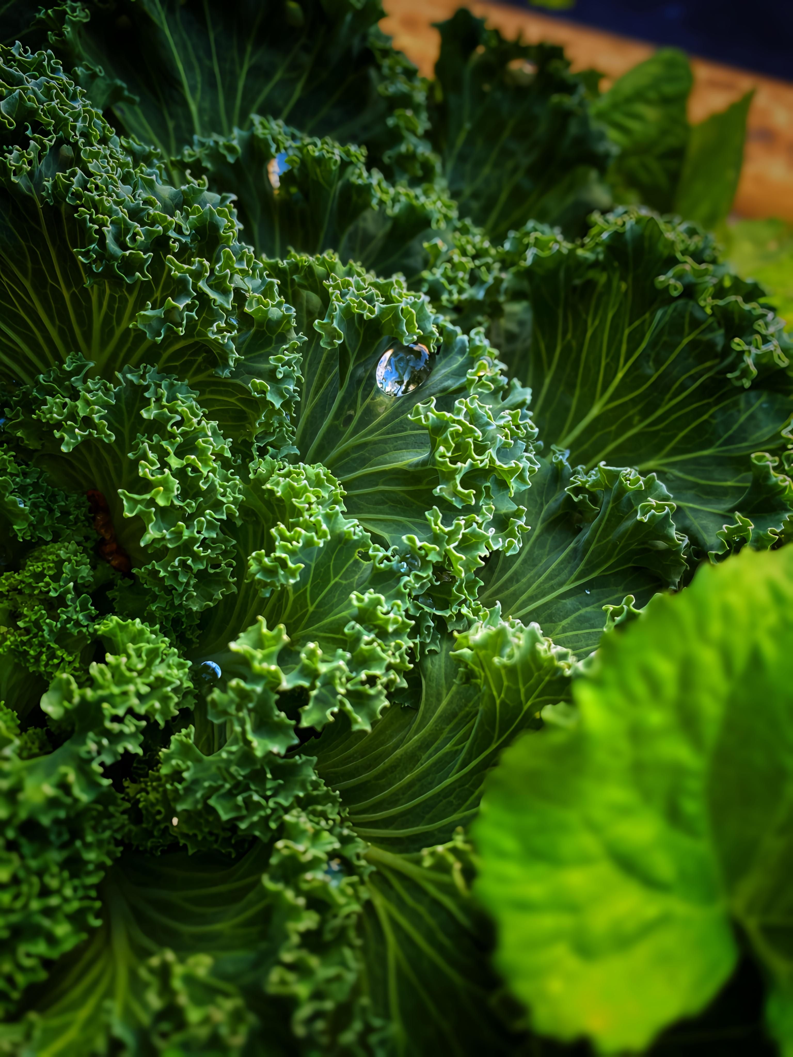 Kale Photos, Download The BEST Free Kale Stock Photos & HD Images