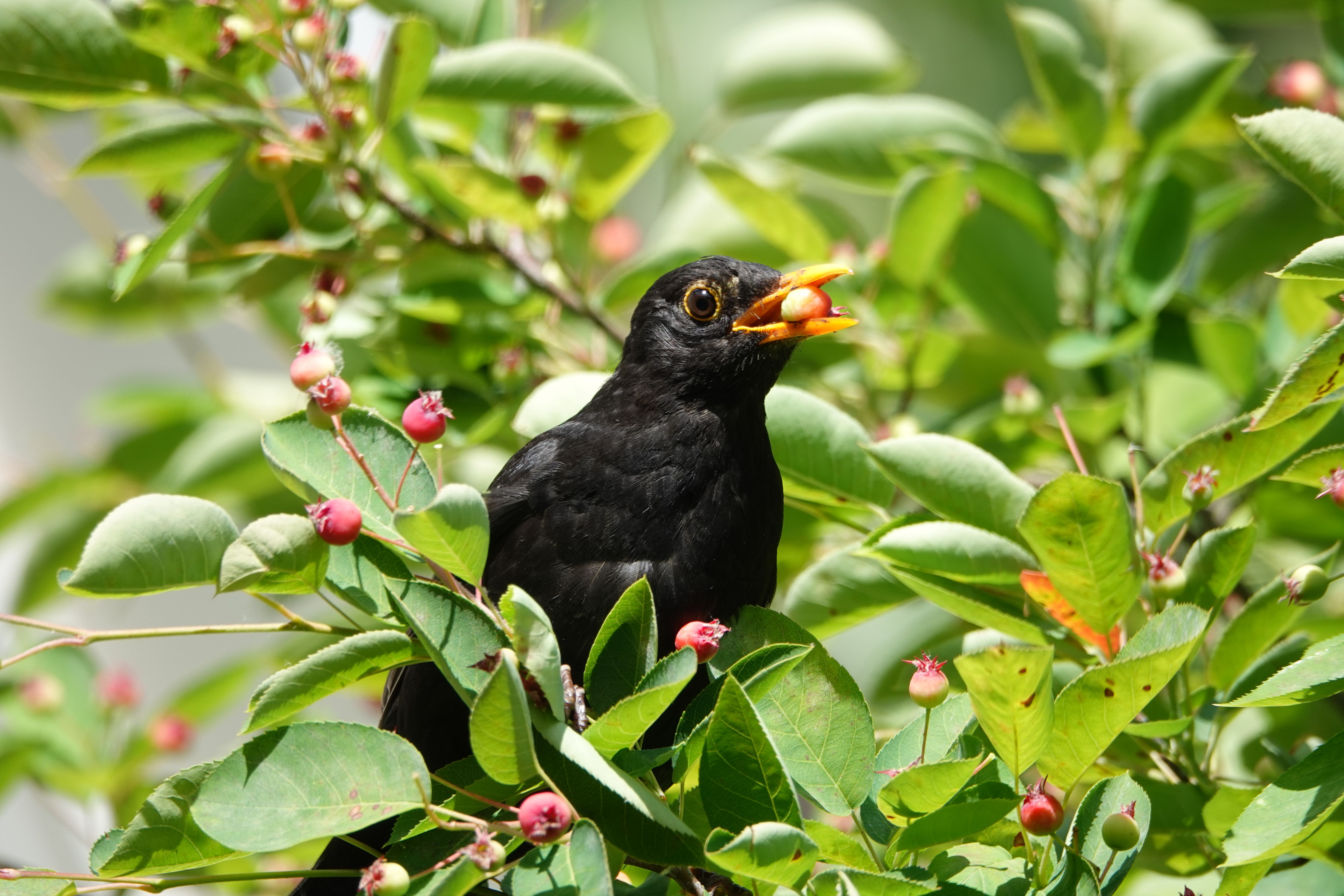Blackbird Eating Berries in Lush Green Foliage · Free Stock Photo