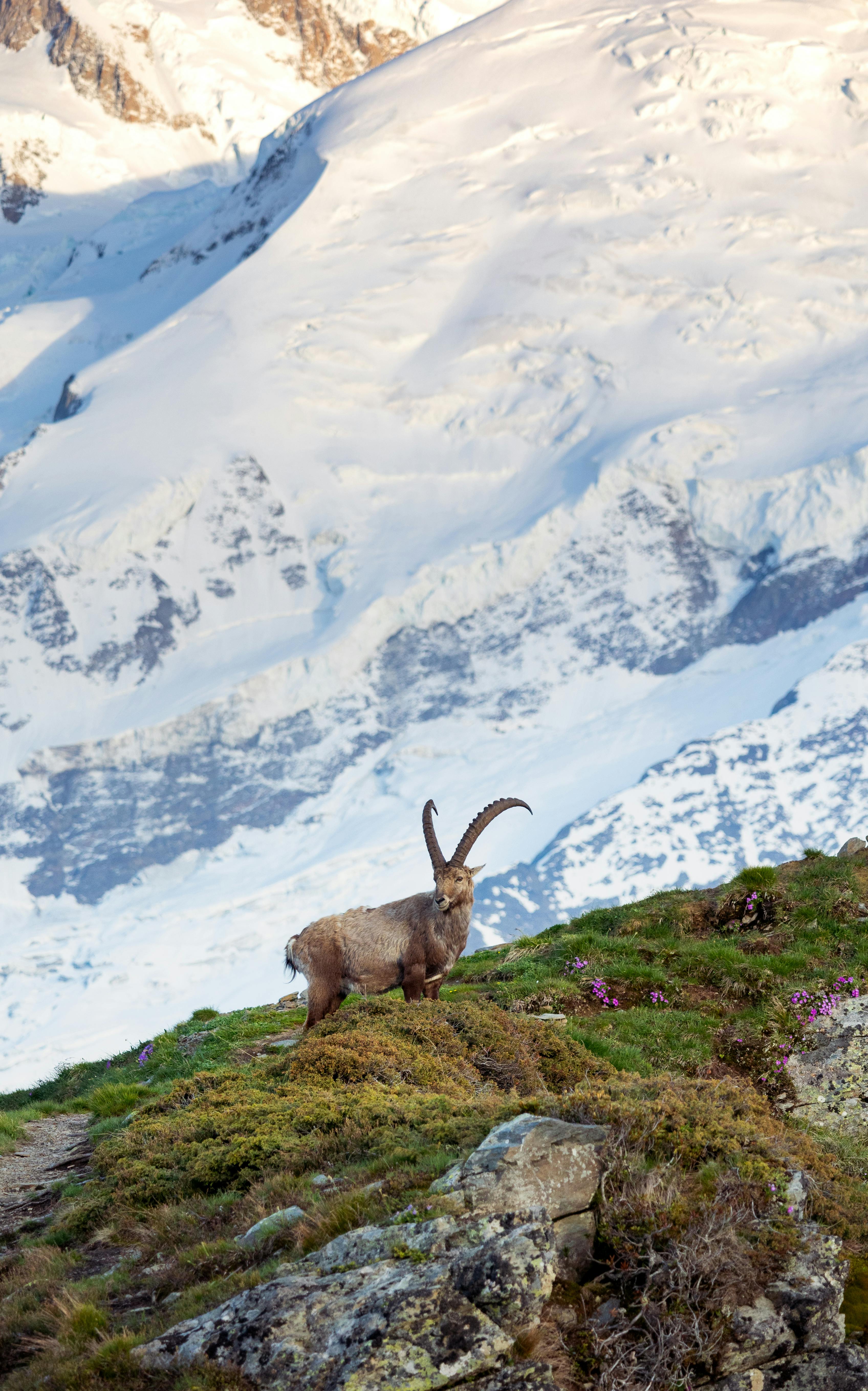 Pokok Caper Photos, Download The BEST Free Pokok Caper Stock Photos ...