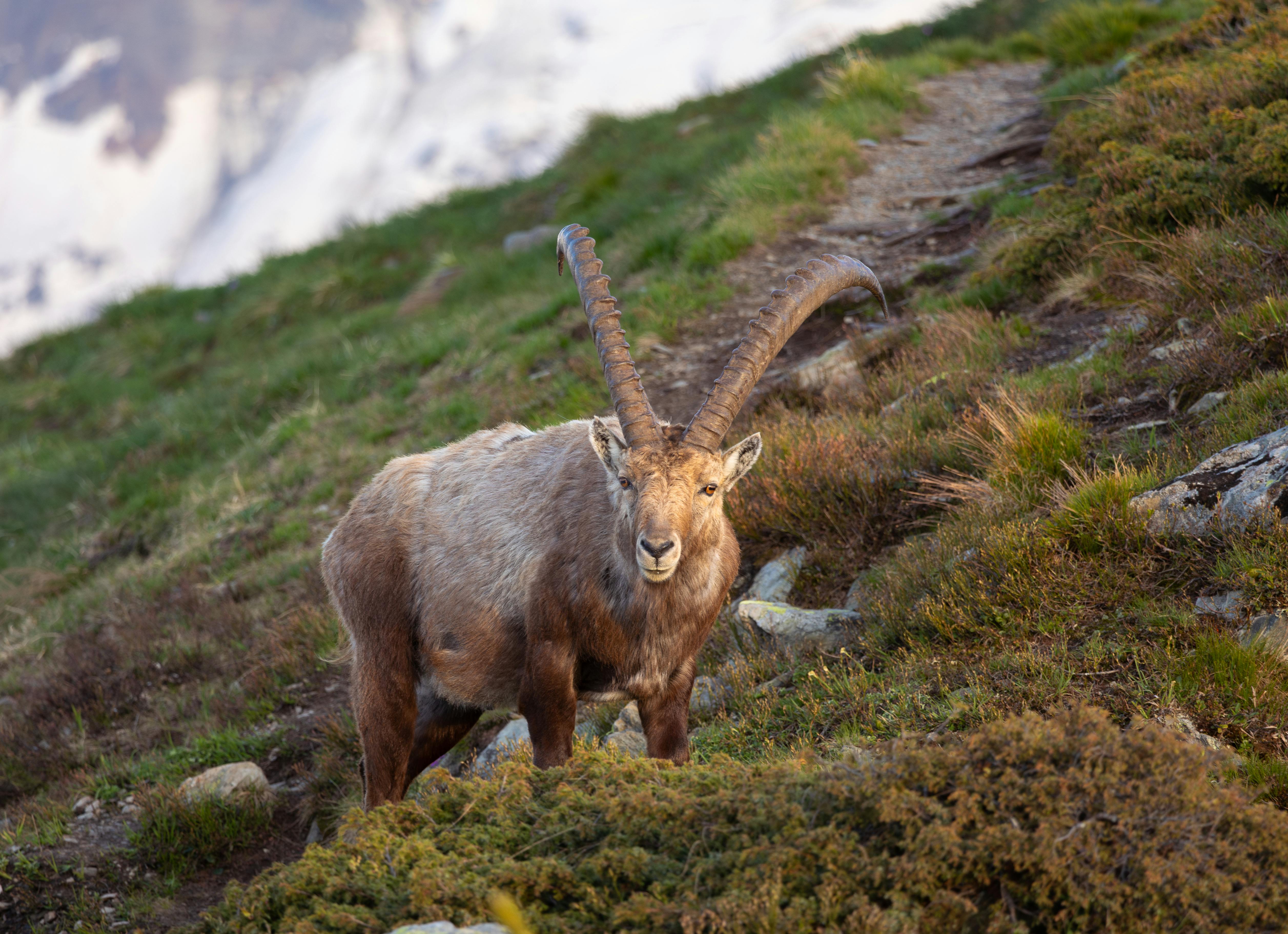 Alpine Ibex in Chamonix Mountains · Free Stock Photo