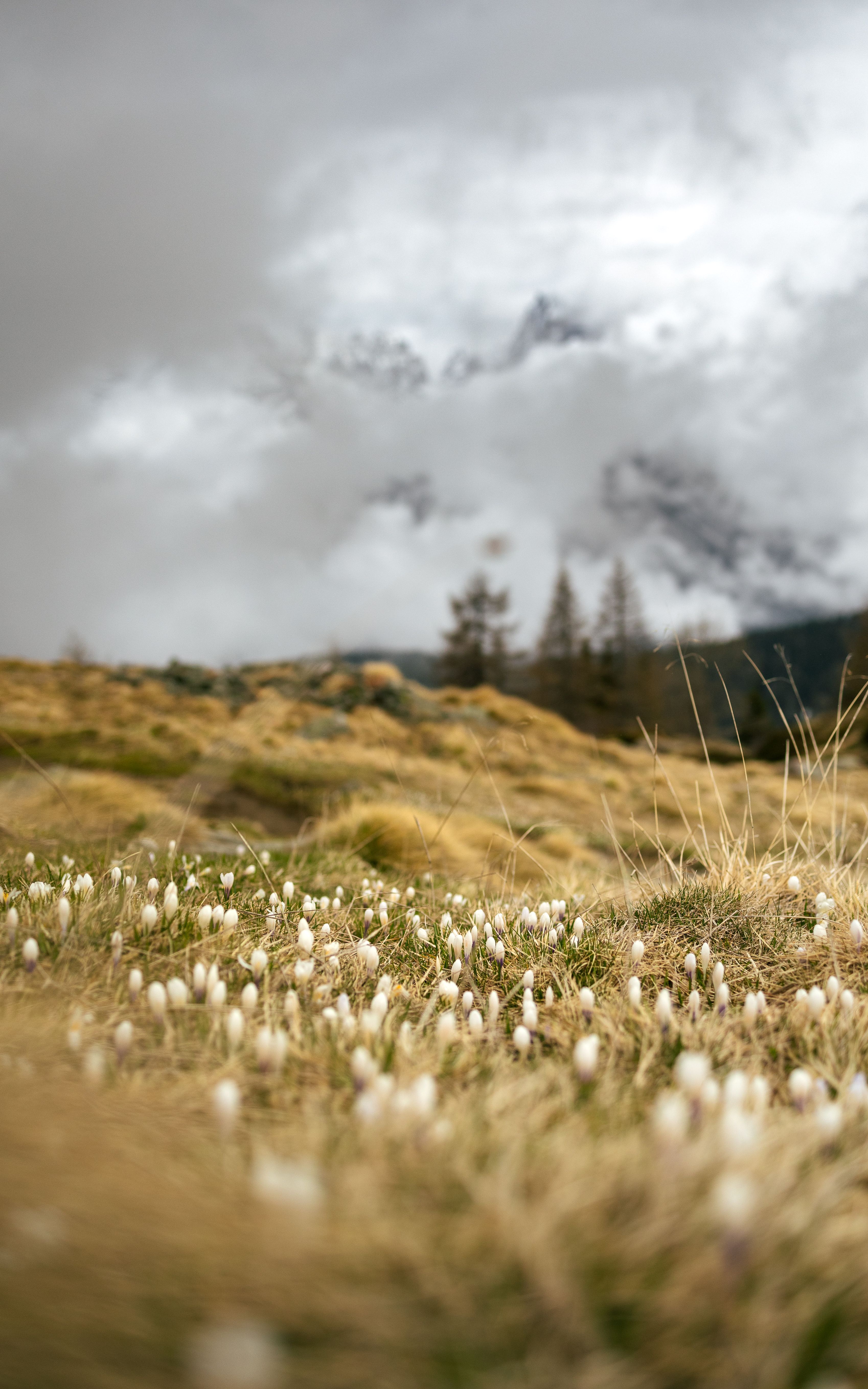 Blooming Crocuses in Trentino Mountain Landscape · Free Stock Photo