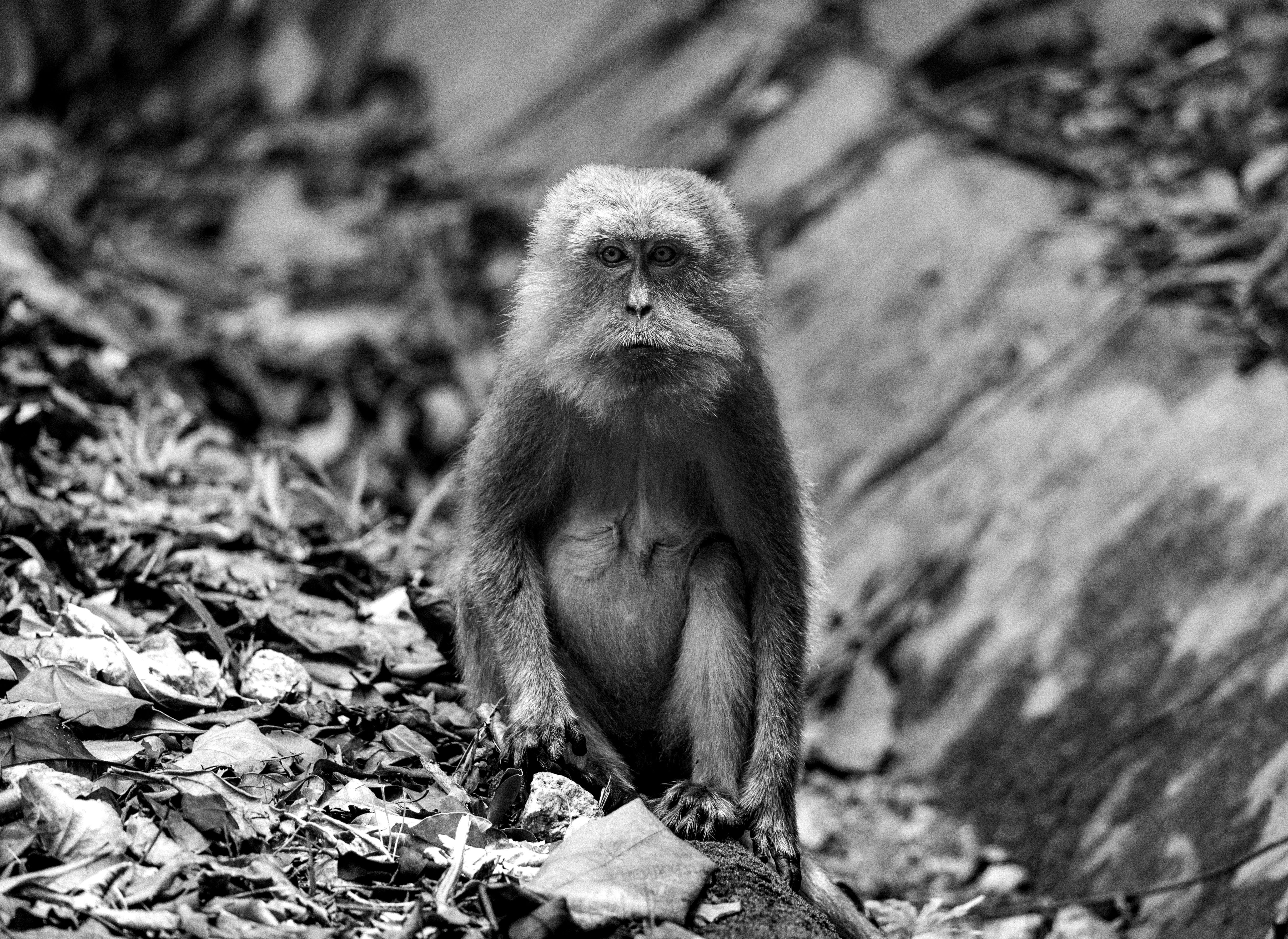 Monkey Smoking Photos, Download The BEST Free Monkey Smoking Stock ...