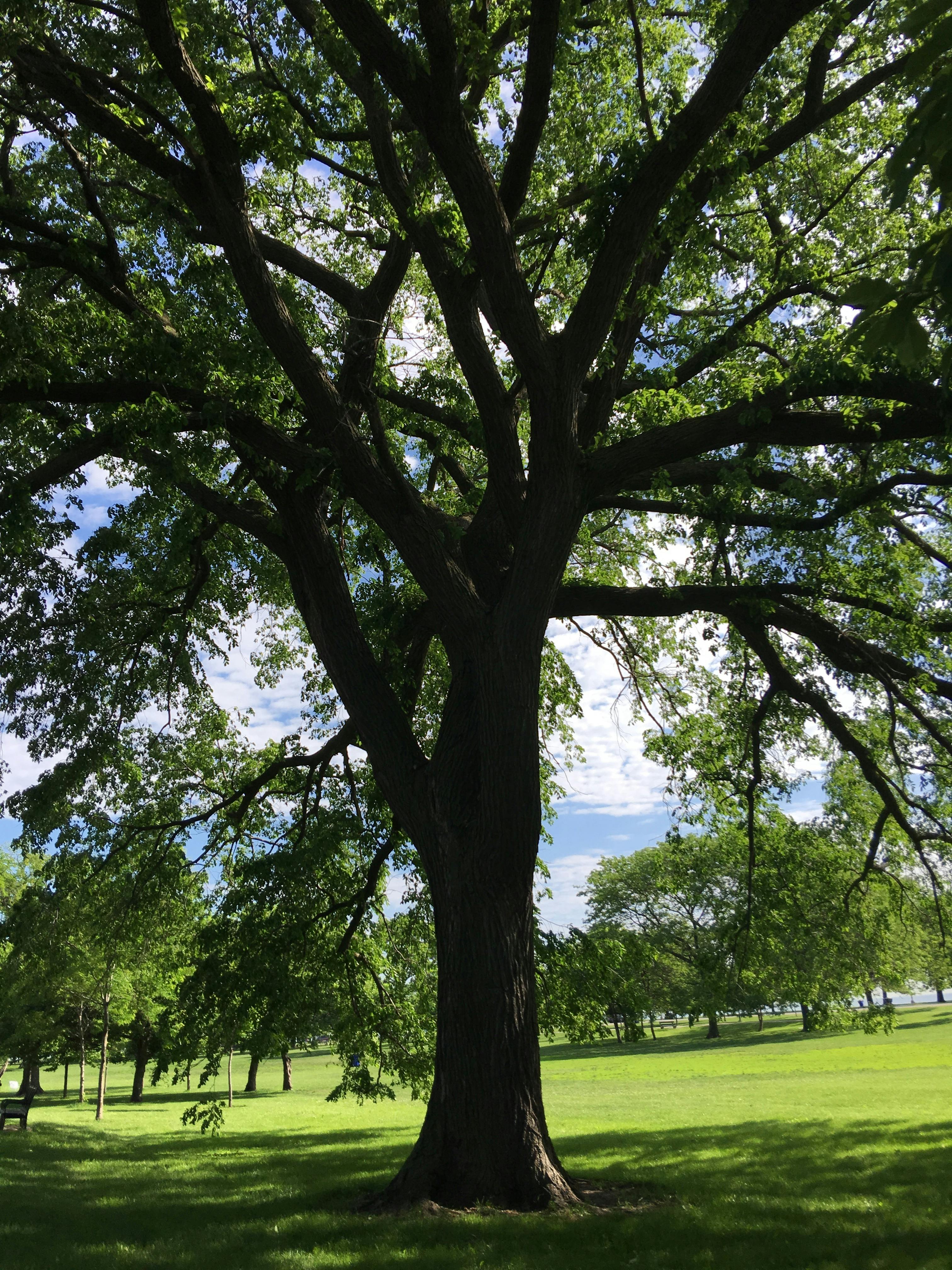 Majestic Oak Tree in Chicago Park · Free Stock Photo