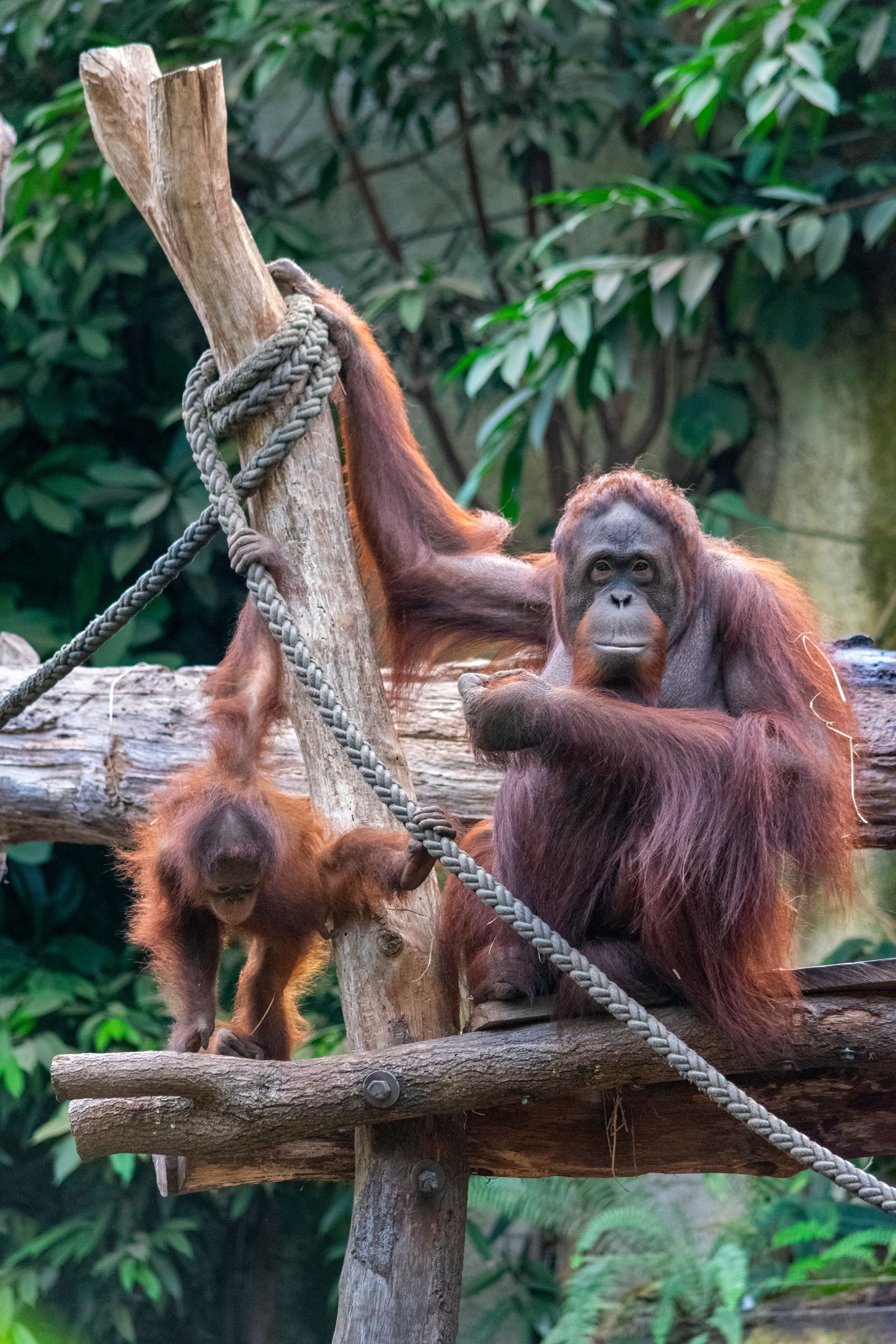 Gradient For Primate Photos, Download The BEST Free Gradient For ...
