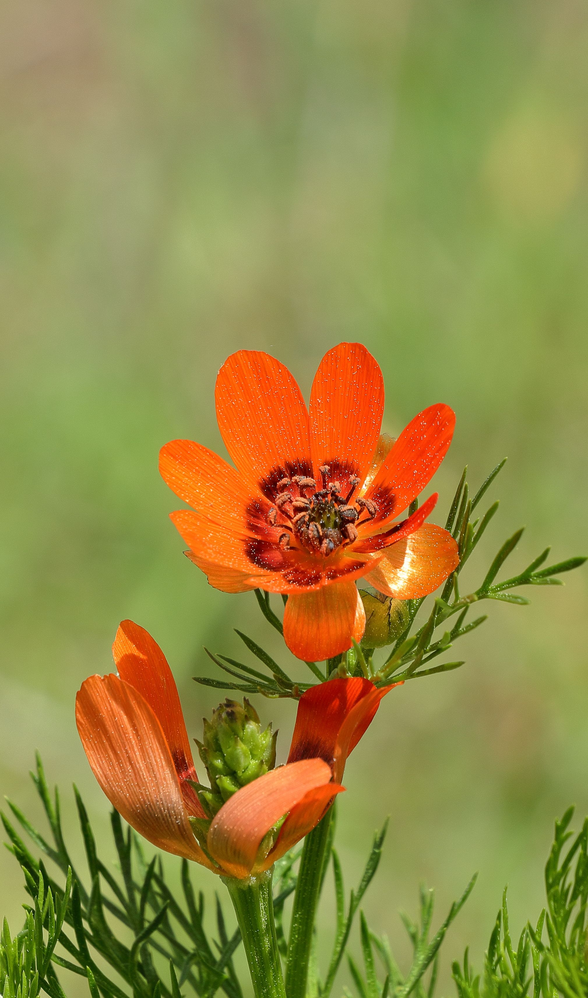 Vibrant Orange Wildflower Blooming in Sunlight · Free Stock Photo