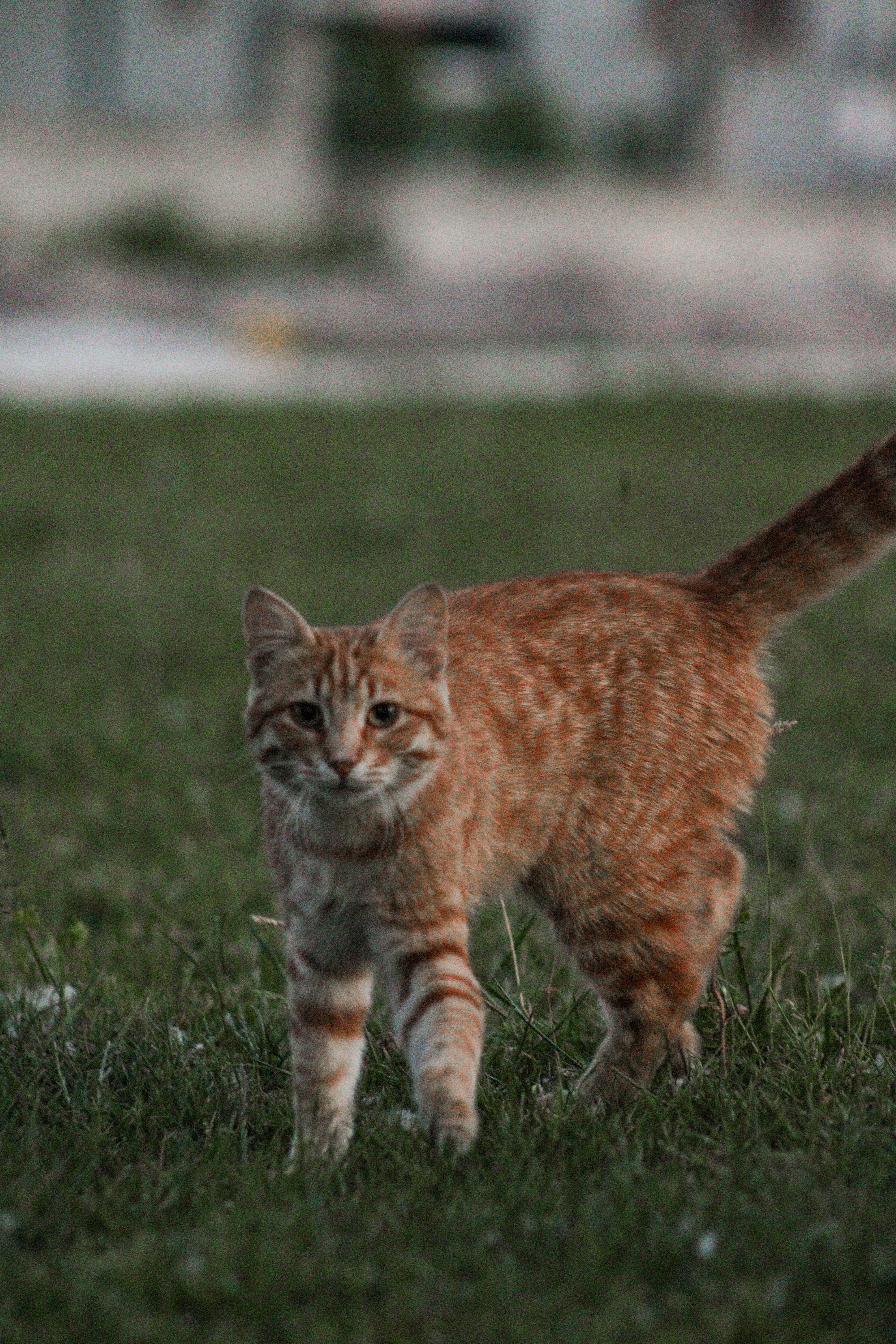 Adorable Ginger Cat Standing on Green Grass Outdoors · Free Stock Photo