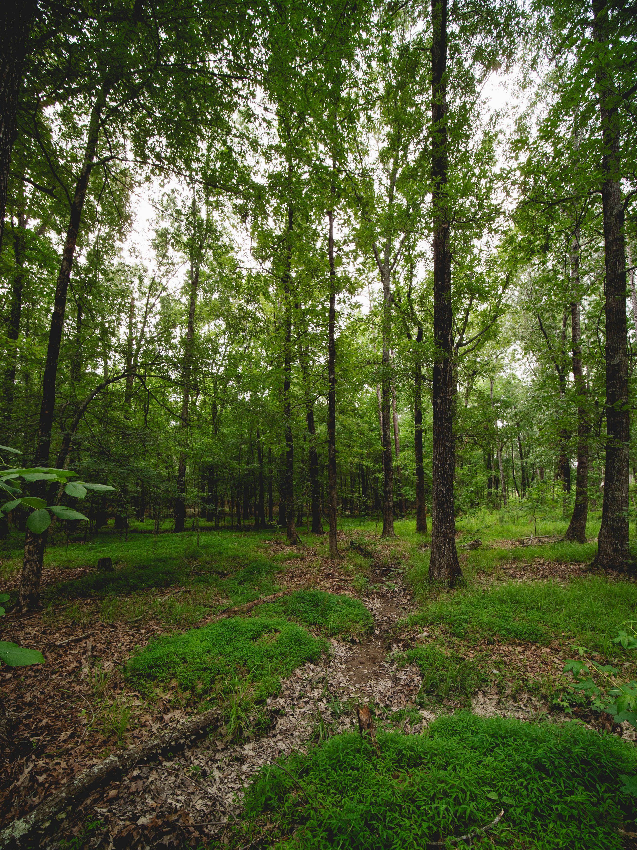 Lush Spring Forest in Columbia, South Carolina · Free Stock Photo