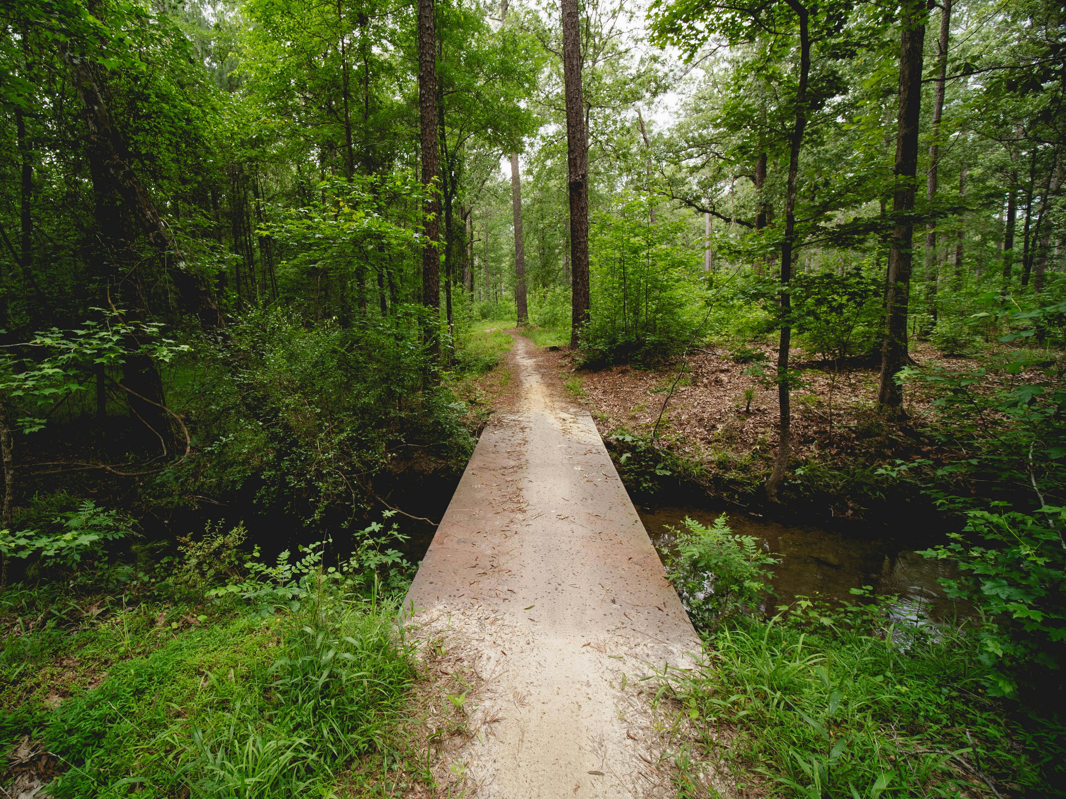 Scenic Wooden Bridge in Harbison State Forest · Free Stock Photo