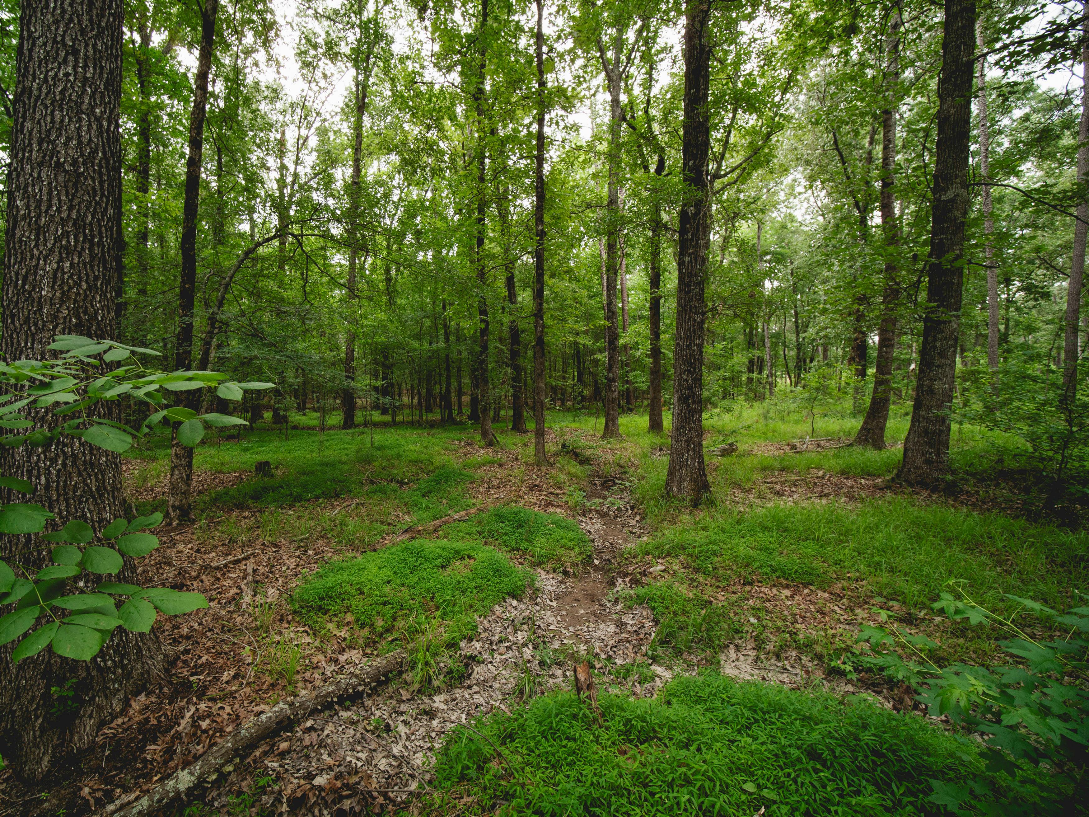 Serene Forest Path in Columbia's Harbison State Park · Free Stock Photo