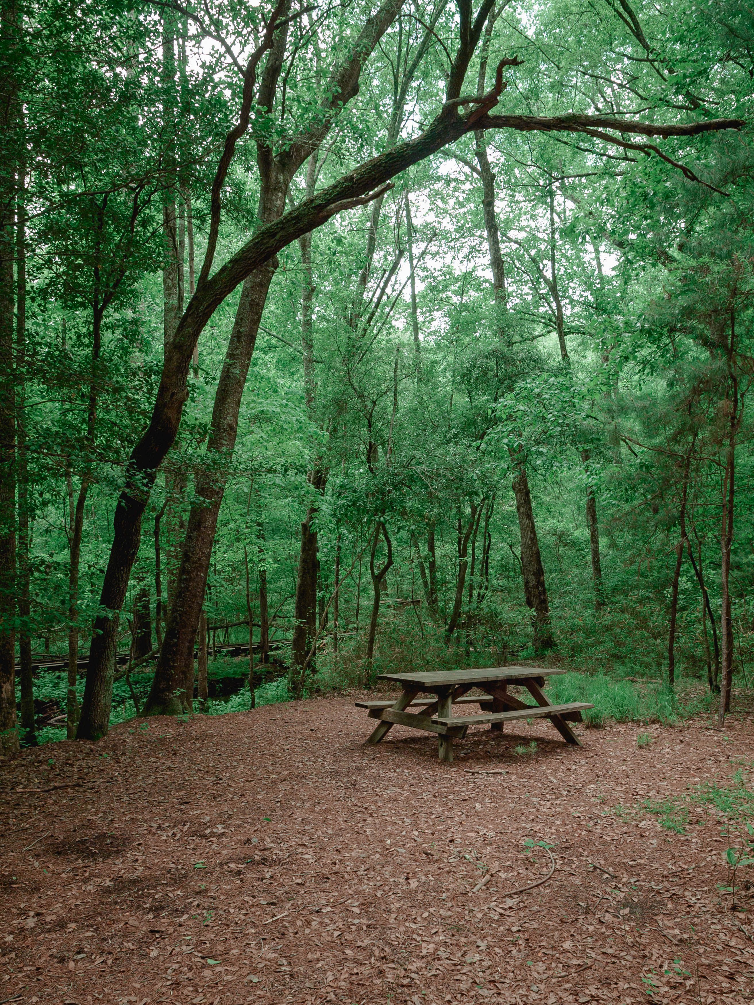 Wooden Picnic Tables in Lush Forest Setting · Free Stock Photo
