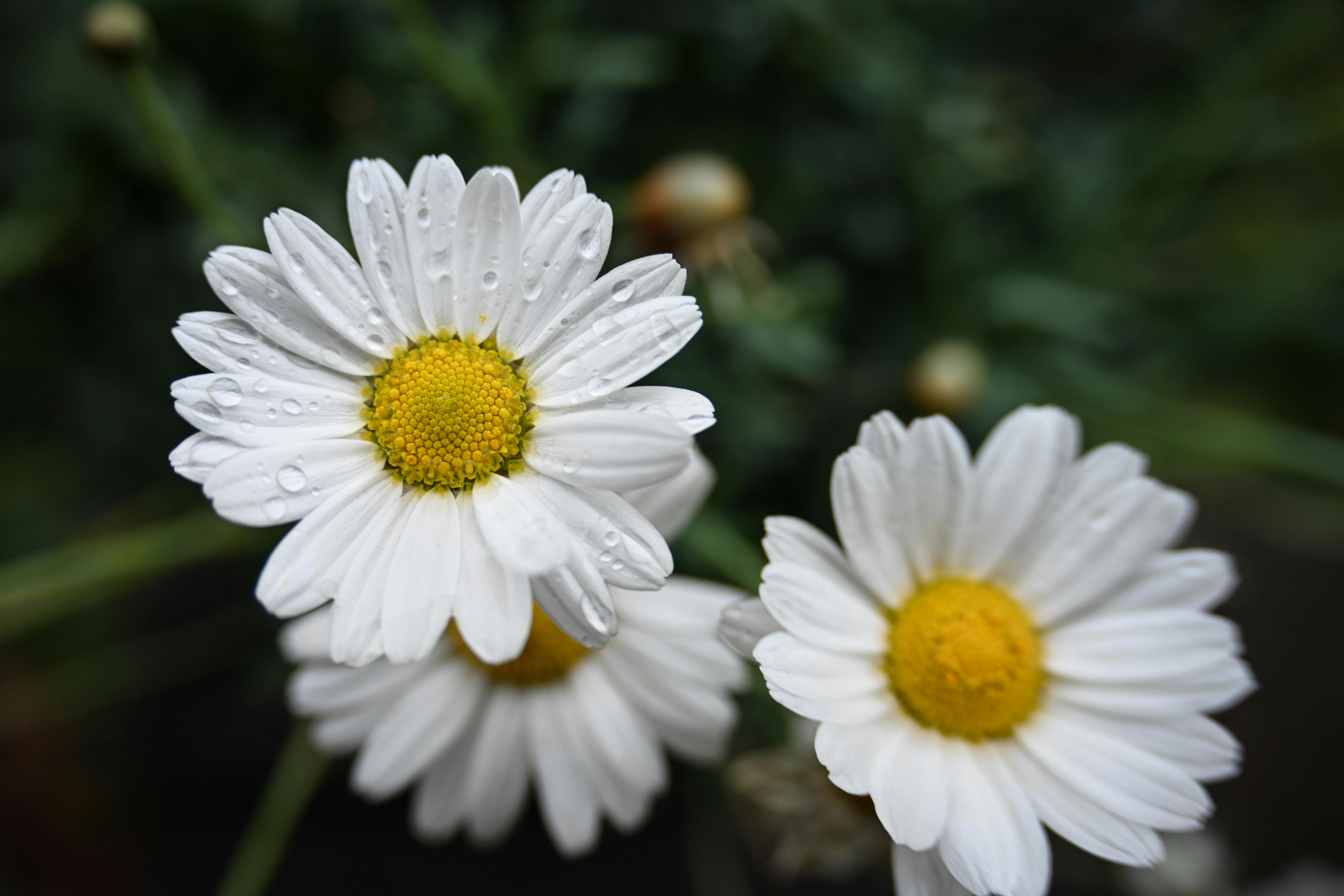 Close-Up of Dew-Covered White Daisies · Free Stock Photo