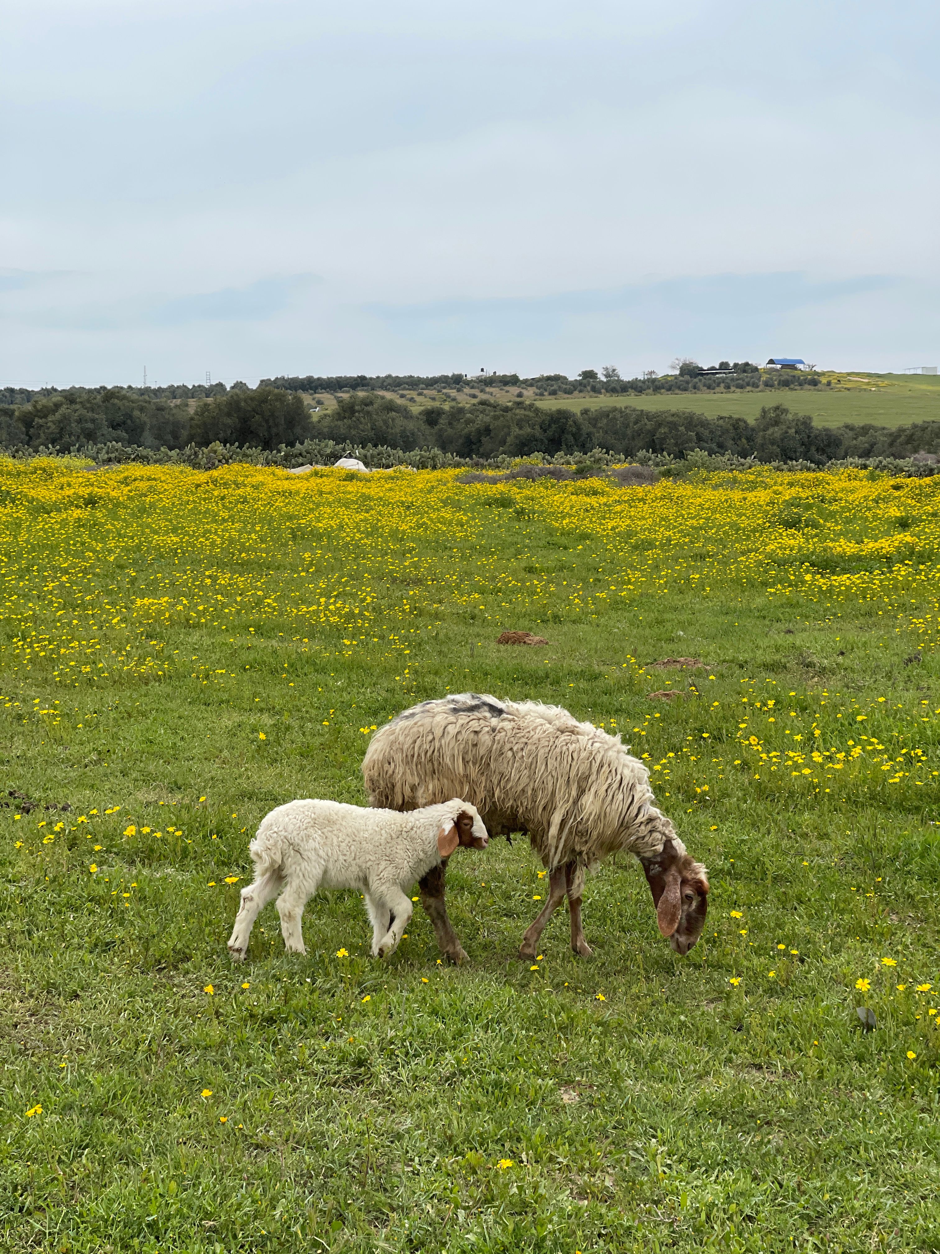 Lamb Side View Photos, Download The BEST Free Lamb Side View Stock ...