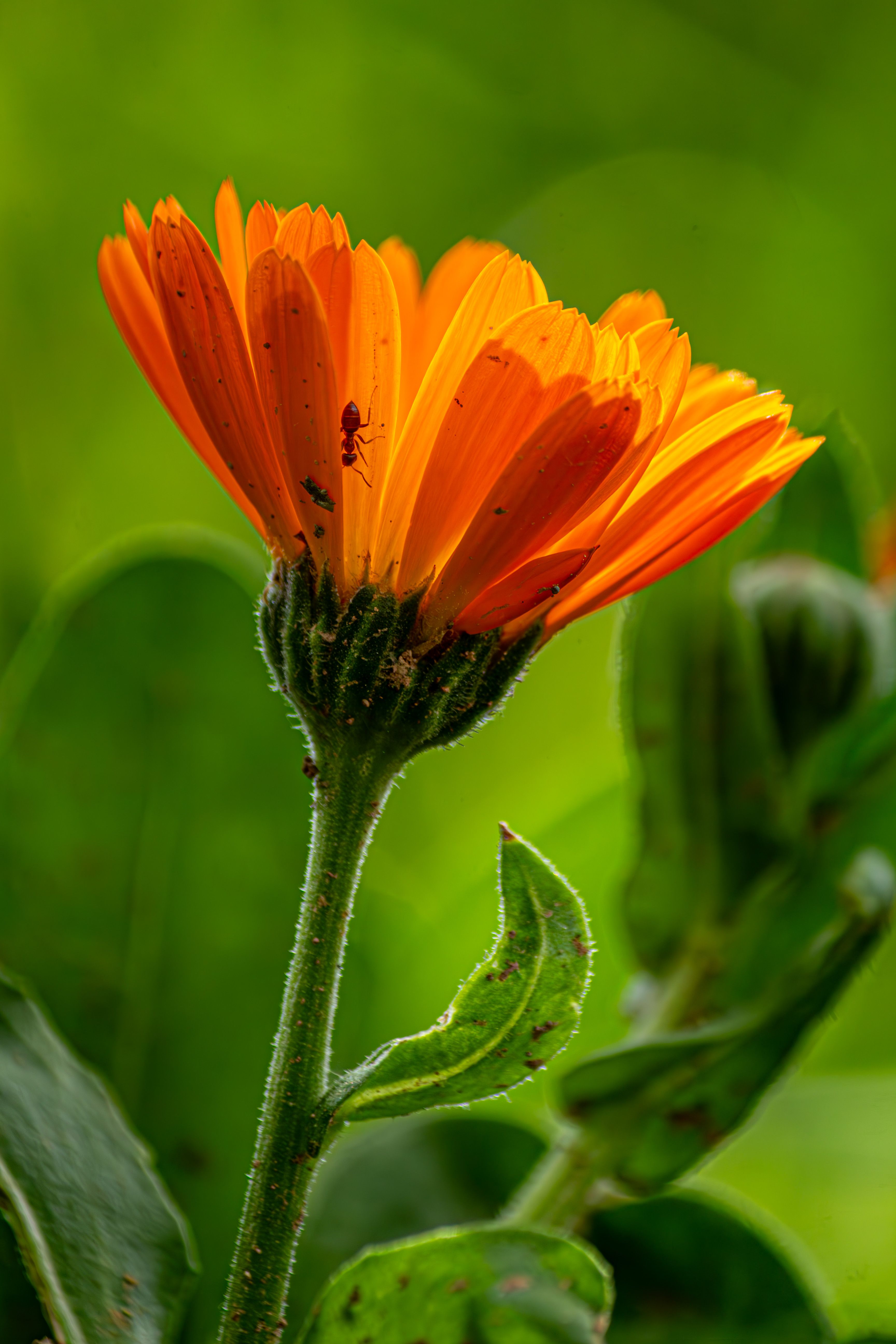 Flower No Background Photos, Download The BEST Free Flower No ...