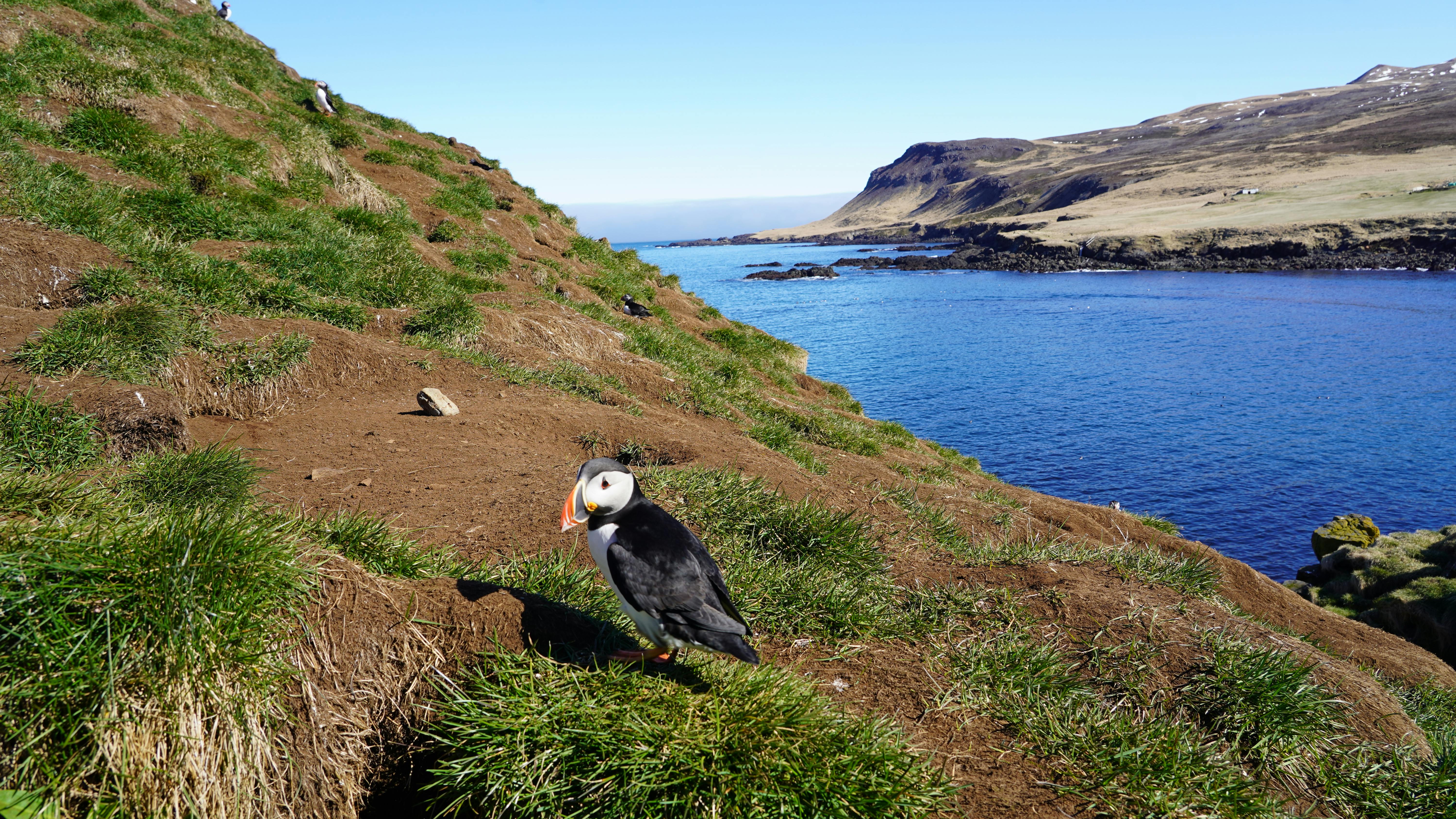 Atlantic Puffin on Icelandic Clifftop · Free Stock Photo