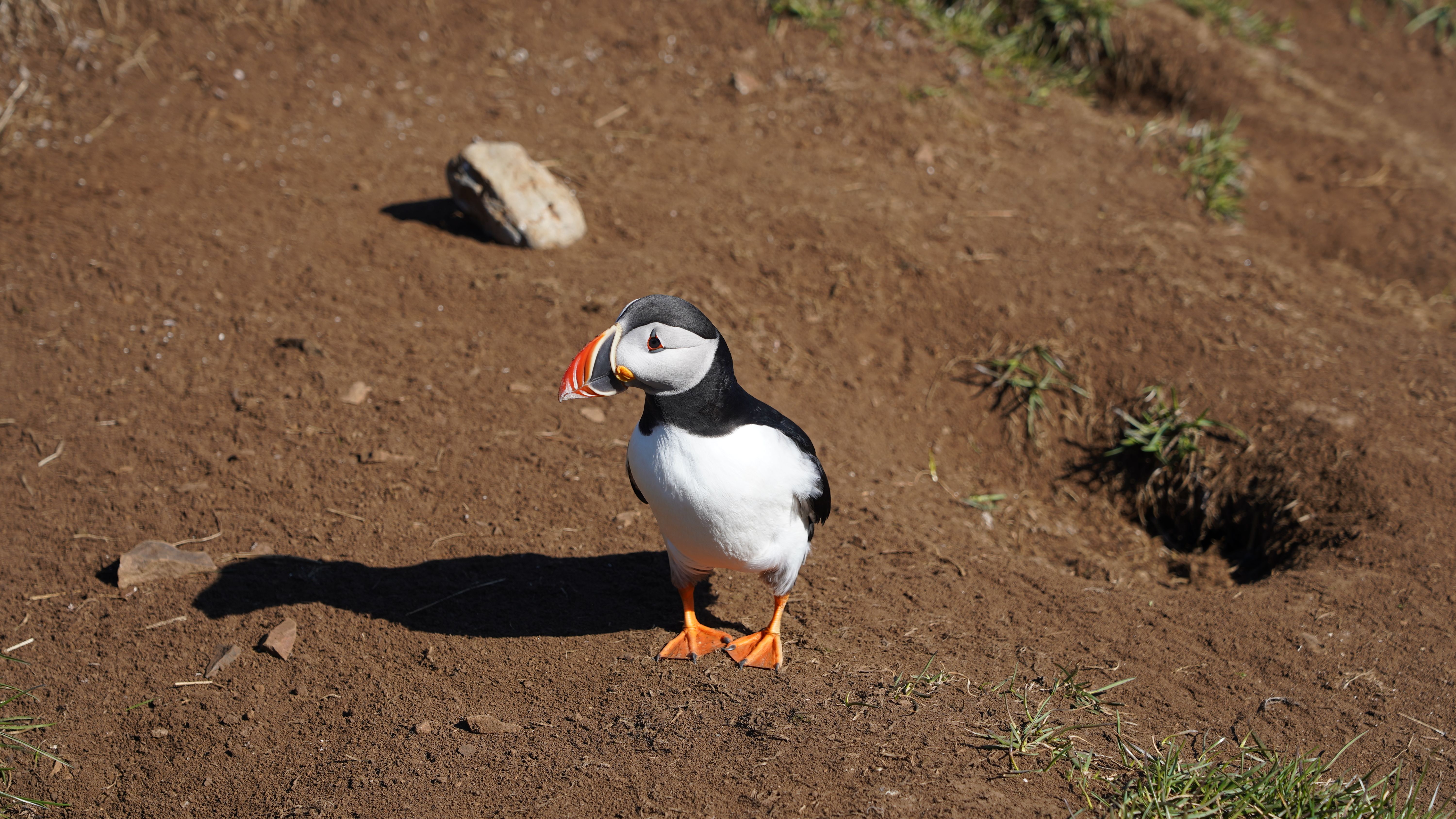 Migration Photos, Download The BEST Free Migration Stock Photos & HD Images