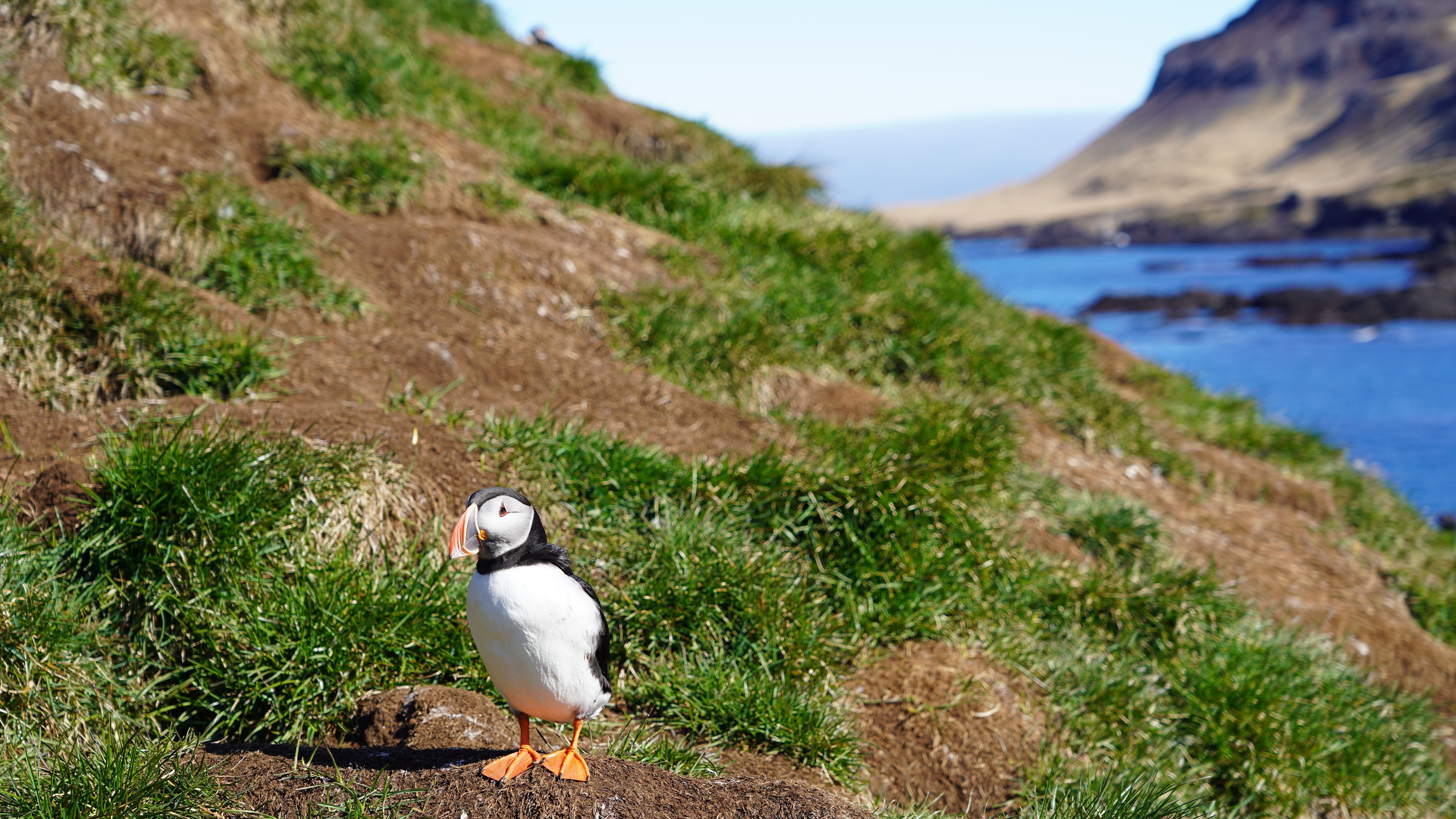 Atlantic Puffin on Icelandic Coastline · Free Stock Photo