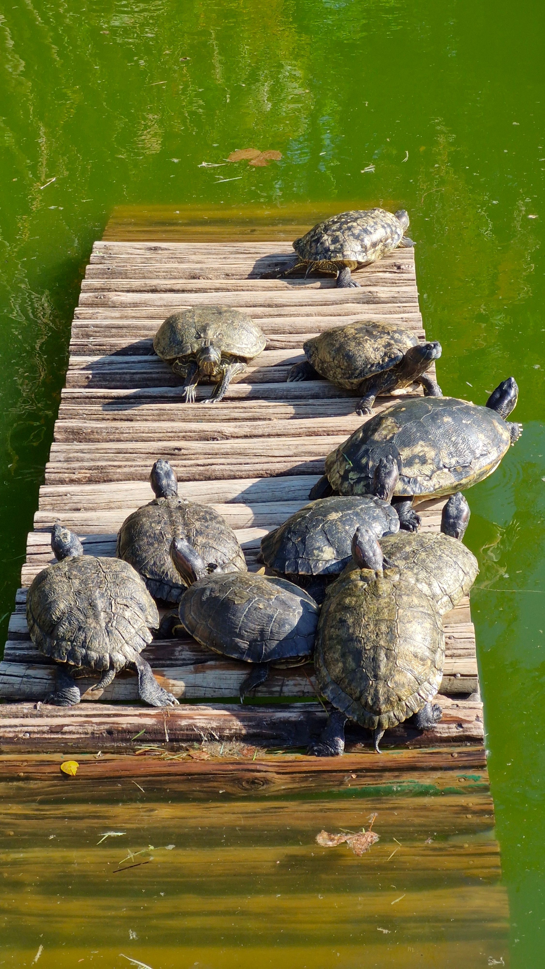 Group of Turtles Basking on Wooden Platform · Free Stock Photo