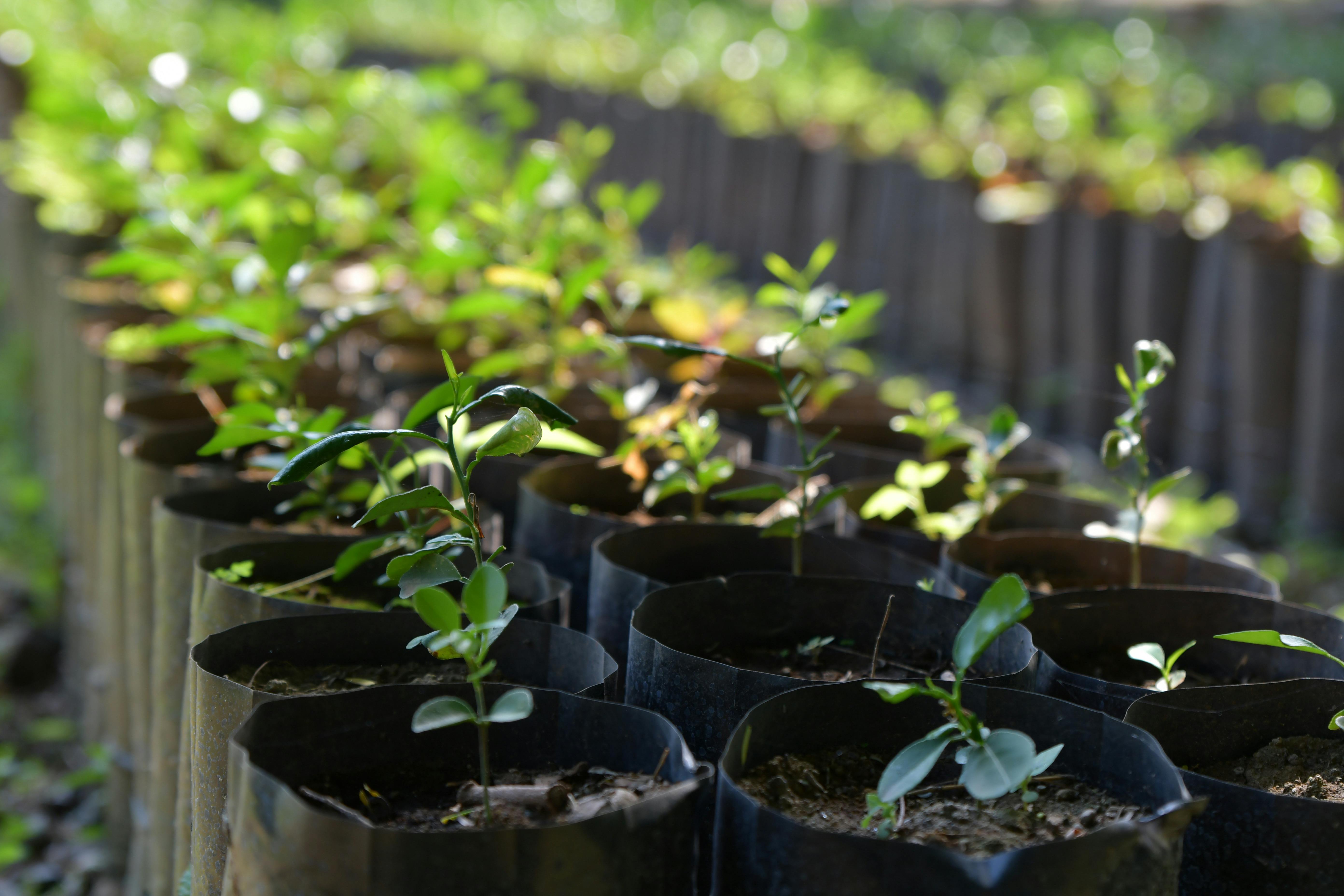 Rows of Seedlings in a Sunlit Nursery · Free Stock Photo