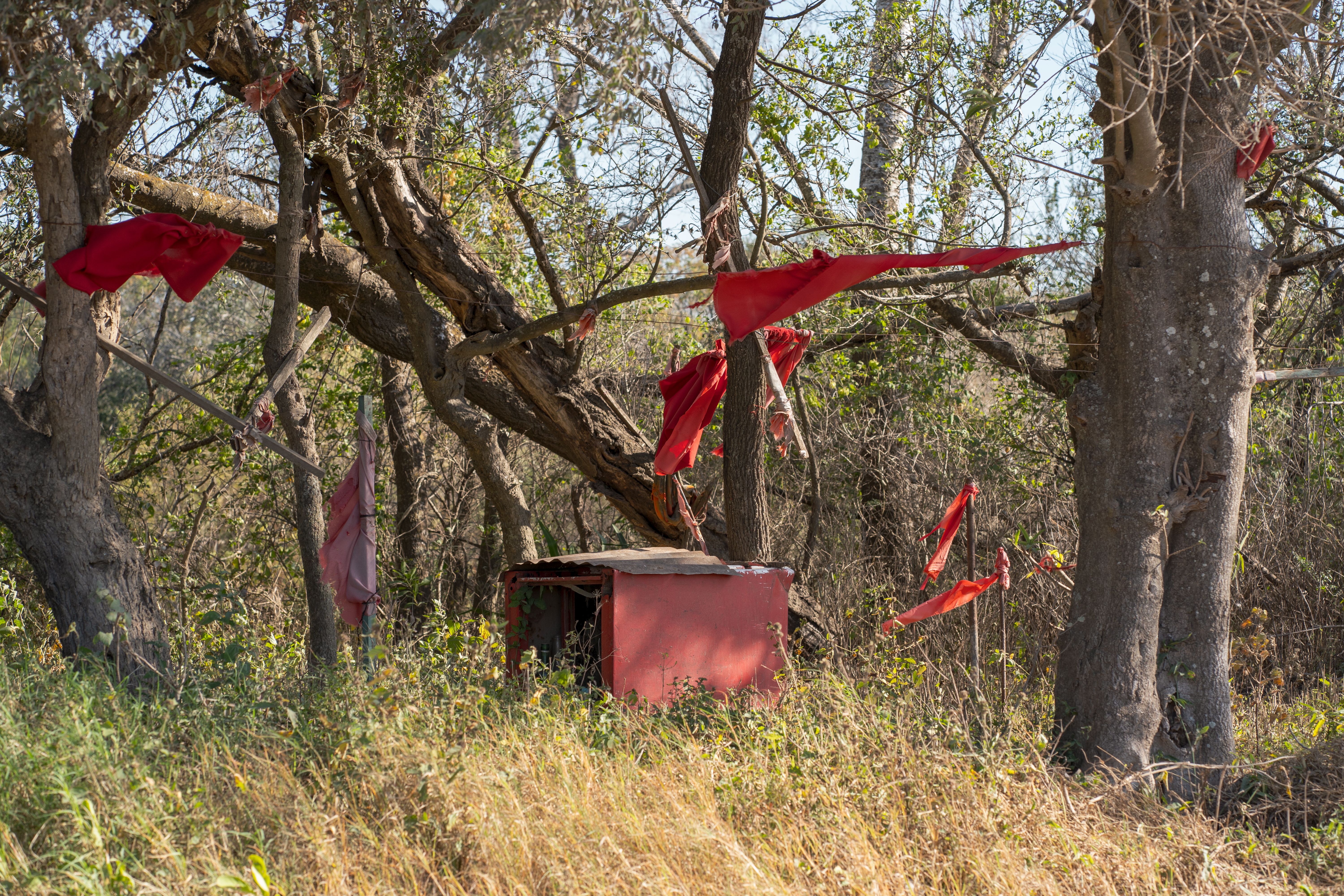 Red Cloth Tied to Trees in Córdoba Forest Scene · Free Stock Photo
