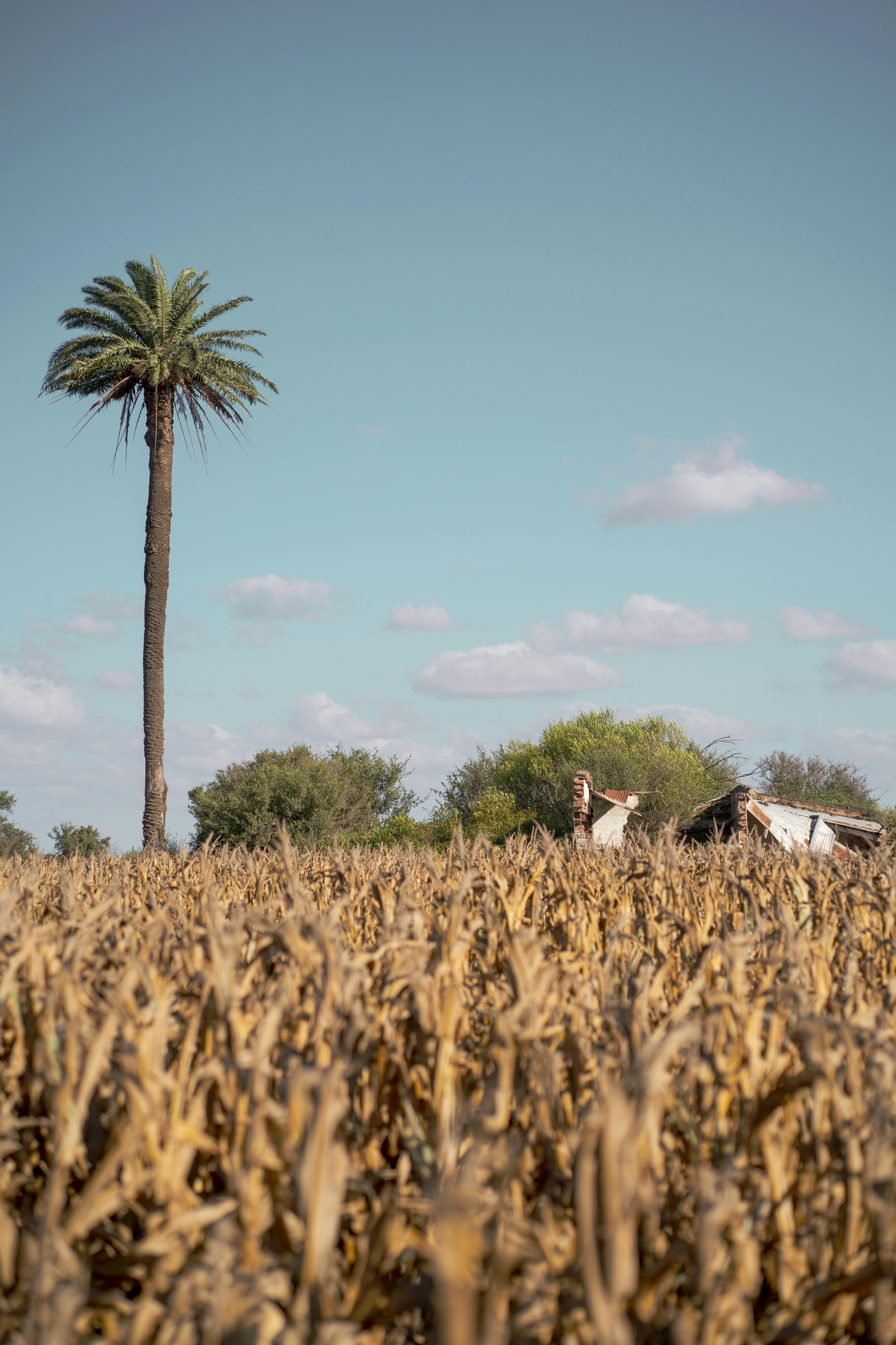 Rustic Cornfield Landscape with Palmtree · Free Stock Photo