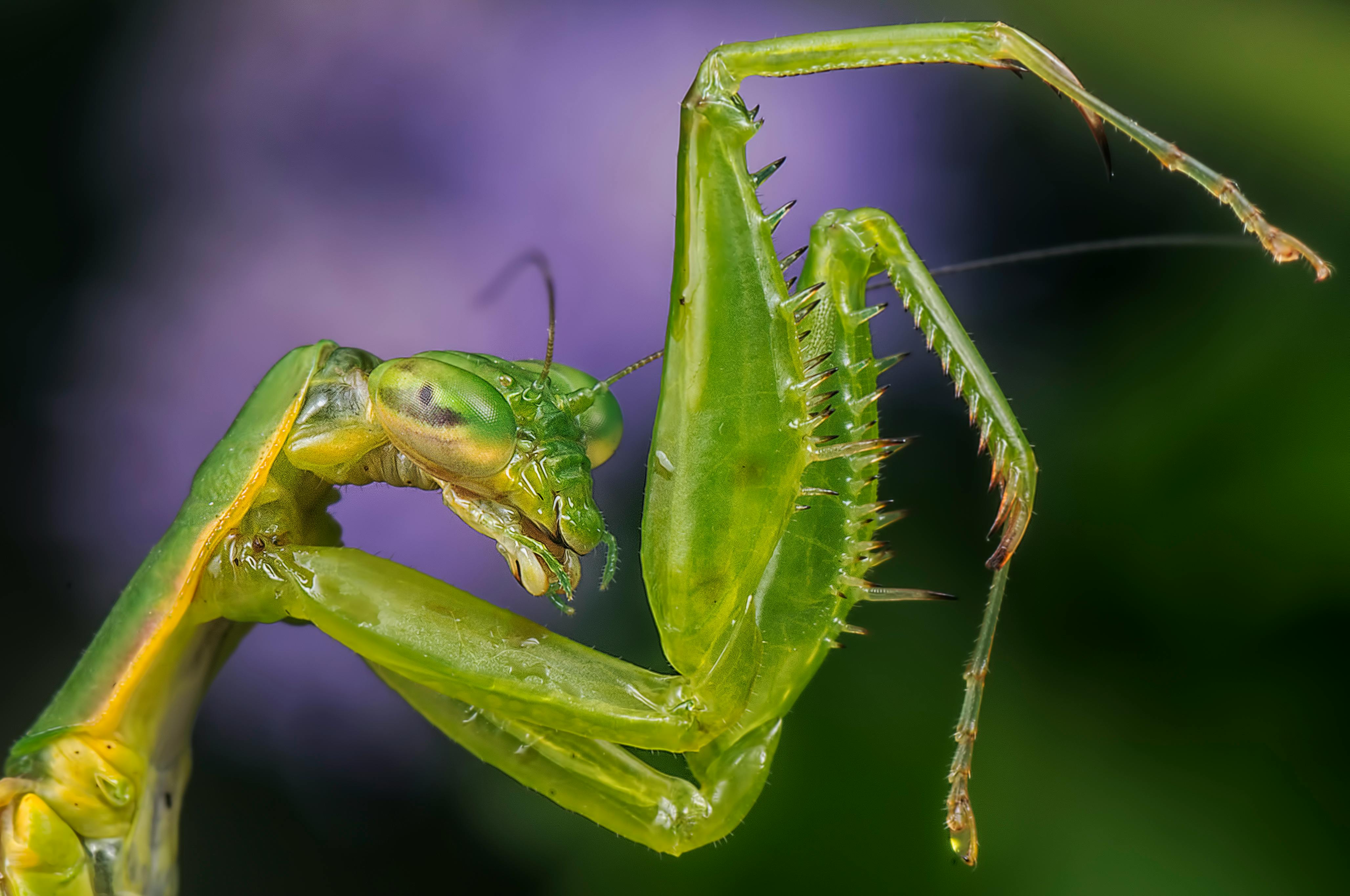Praying Mantis Photos, Download The BEST Free Praying Mantis Stock ...