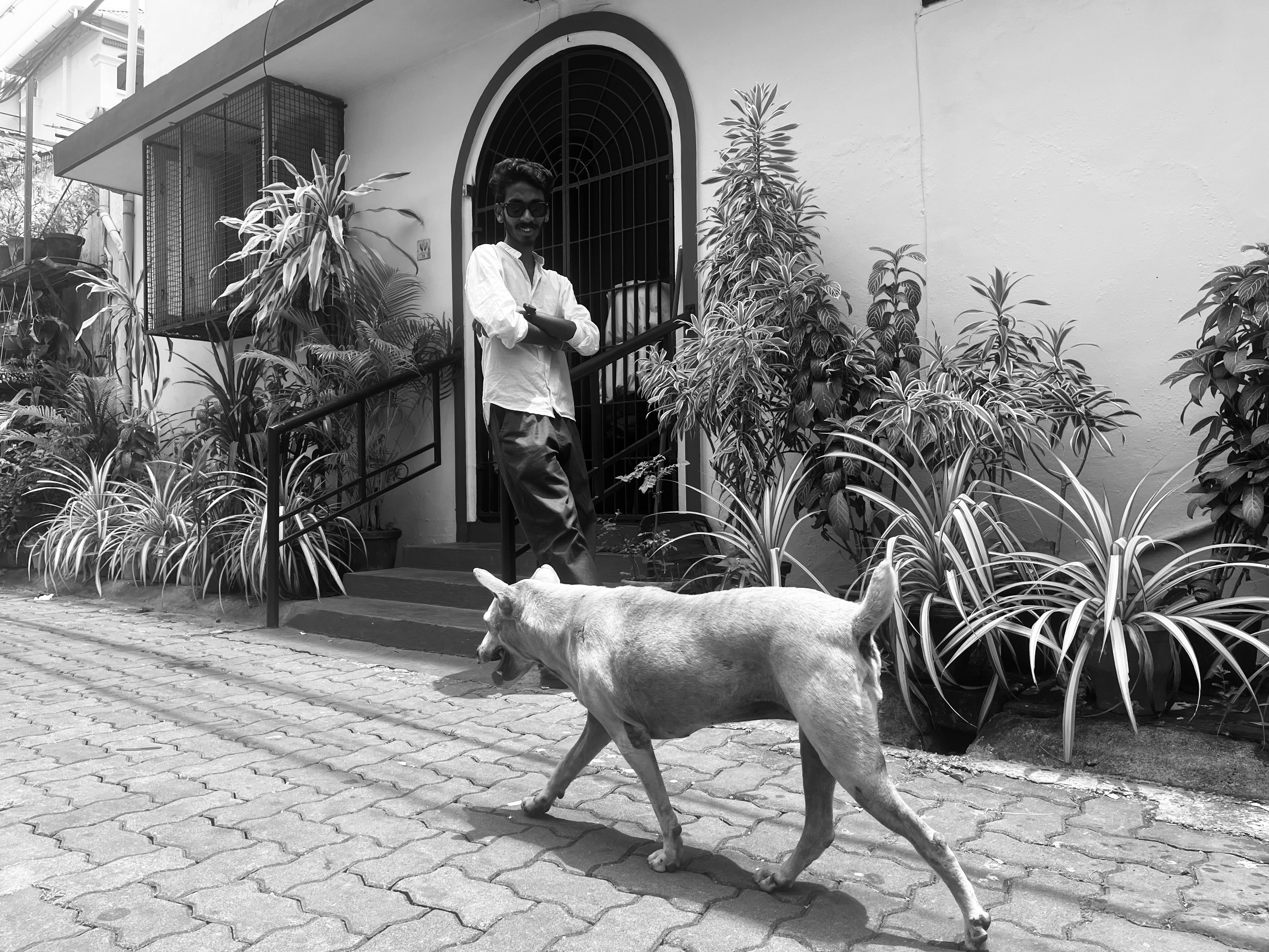 Sier Tu Dog Photos, Download The BEST Free Sier Tu Dog Stock Photos ...