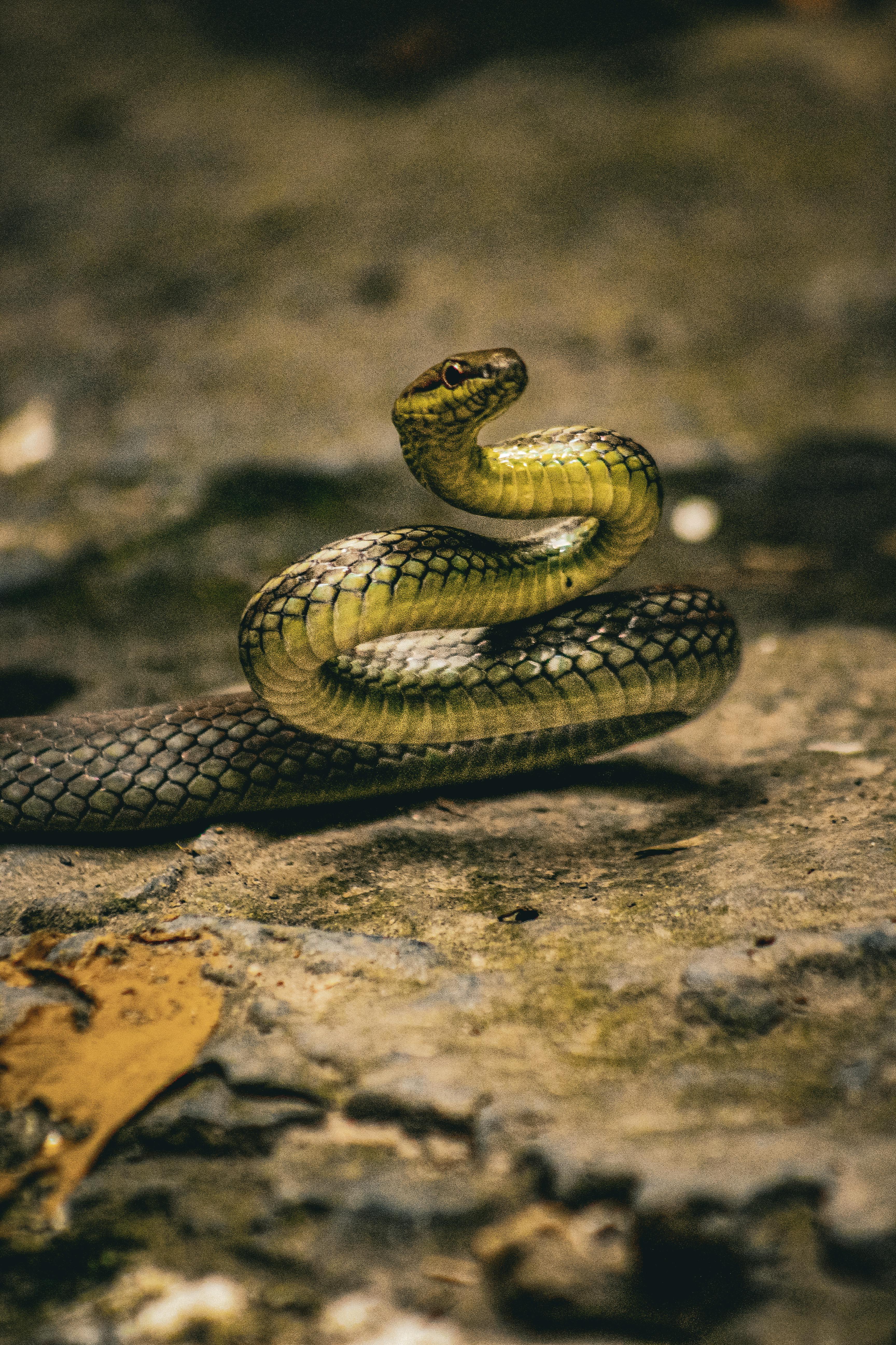 Vibrant Green Snake Coiled on Rock · Free Stock Photo
