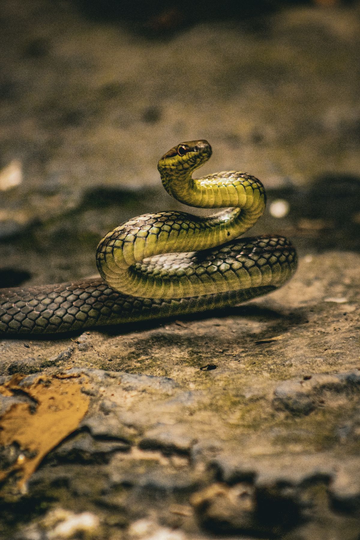 Coiled Snake Photos, Download The BEST Free Coiled Snake Stock Photos ...