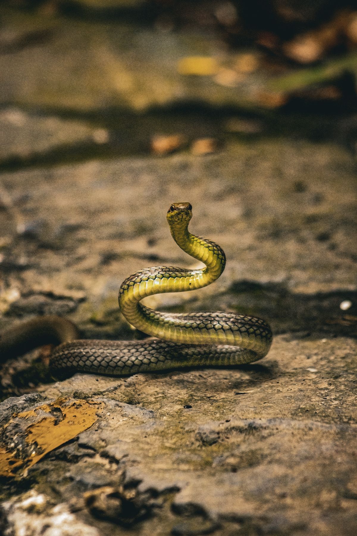 Pictures Of Snakes Photos, Download The BEST Free Pictures Of Snakes ...