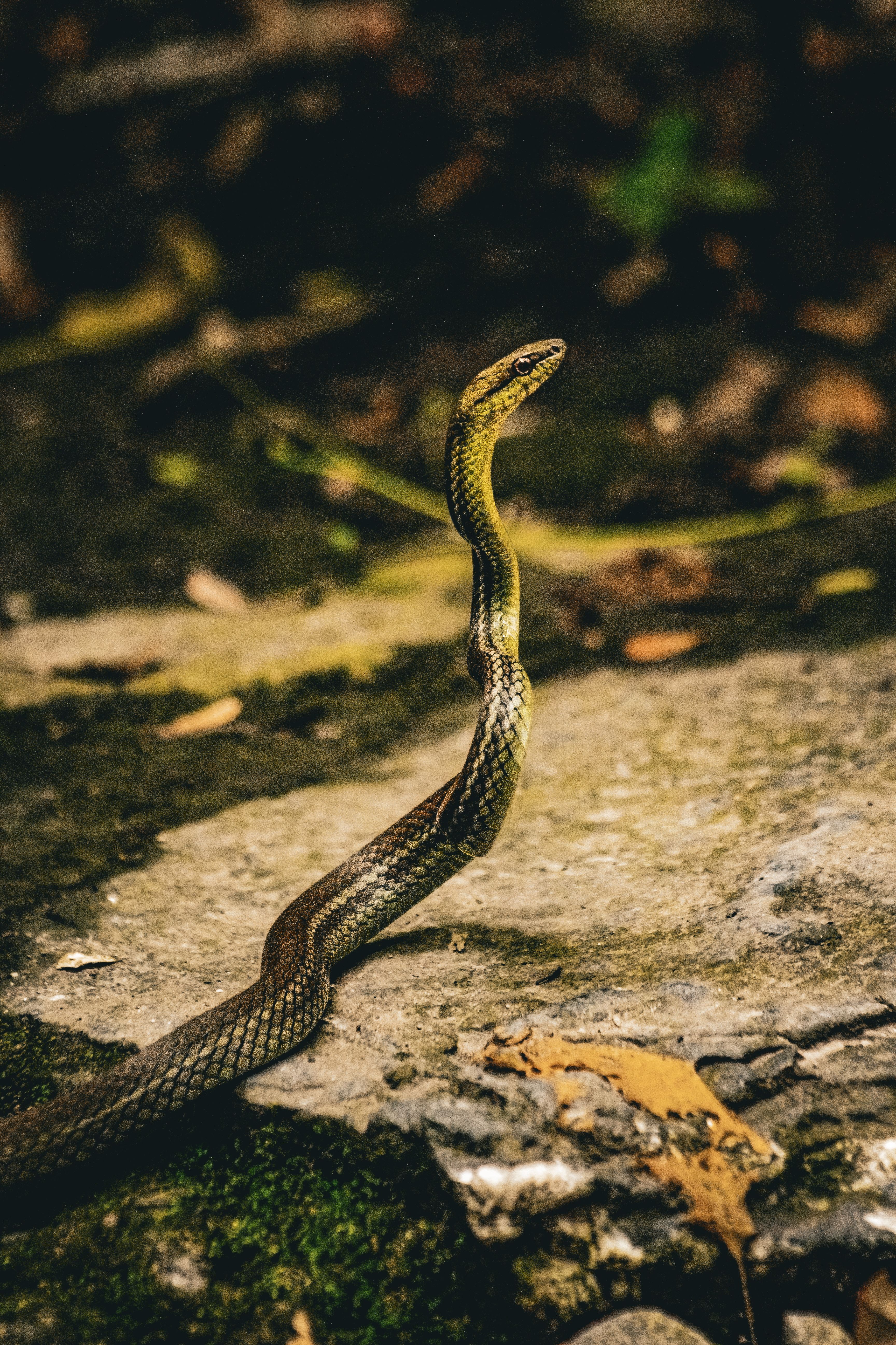Scary Snake Photos, Download The BEST Free Scary Snake Stock Photos ...