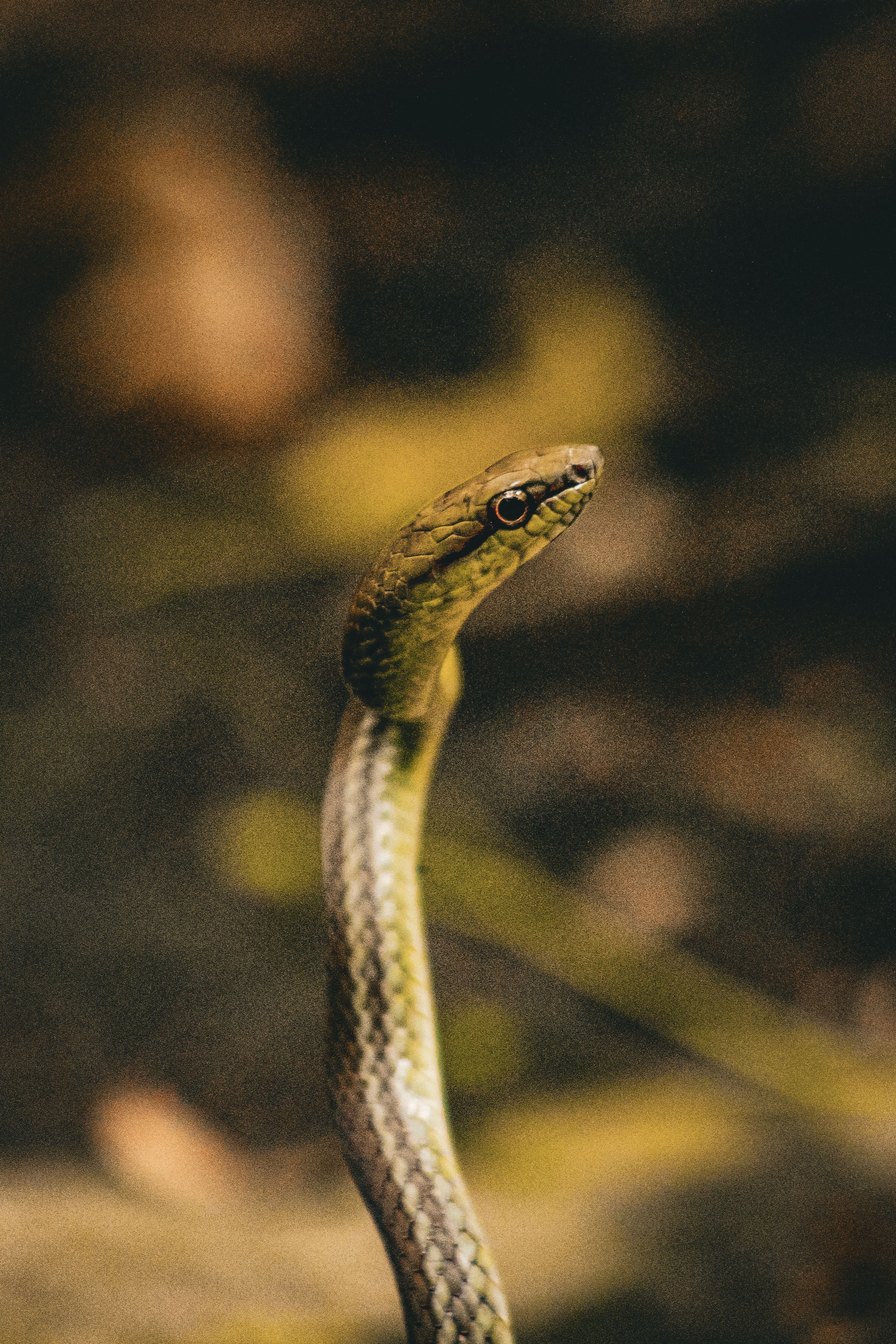 Snake Vedio Photos, Download The BEST Free Snake Vedio Stock Photos ...