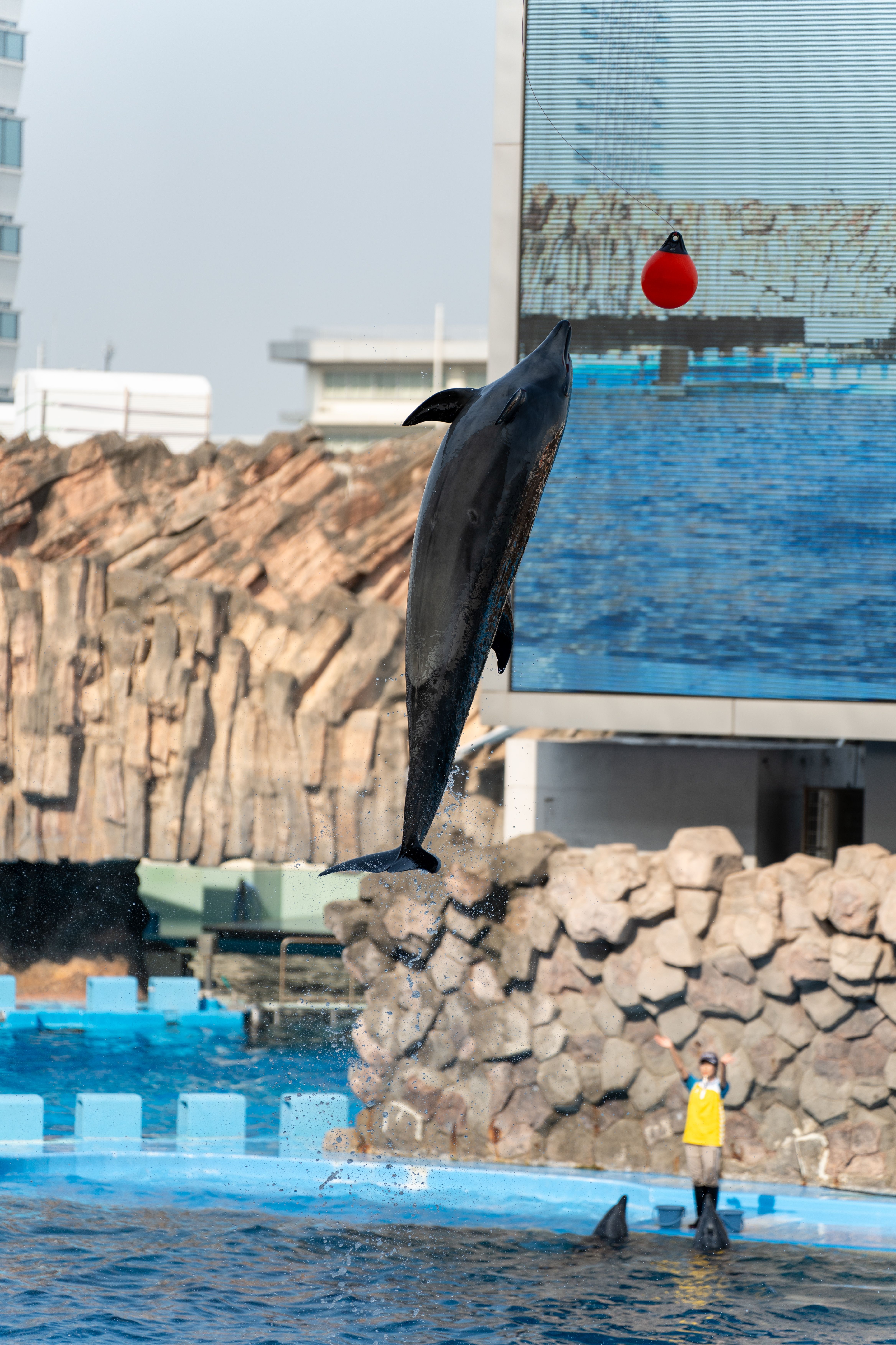 Dolphin Leaping High at Outdoor Aquatic Show · Free Stock Photo