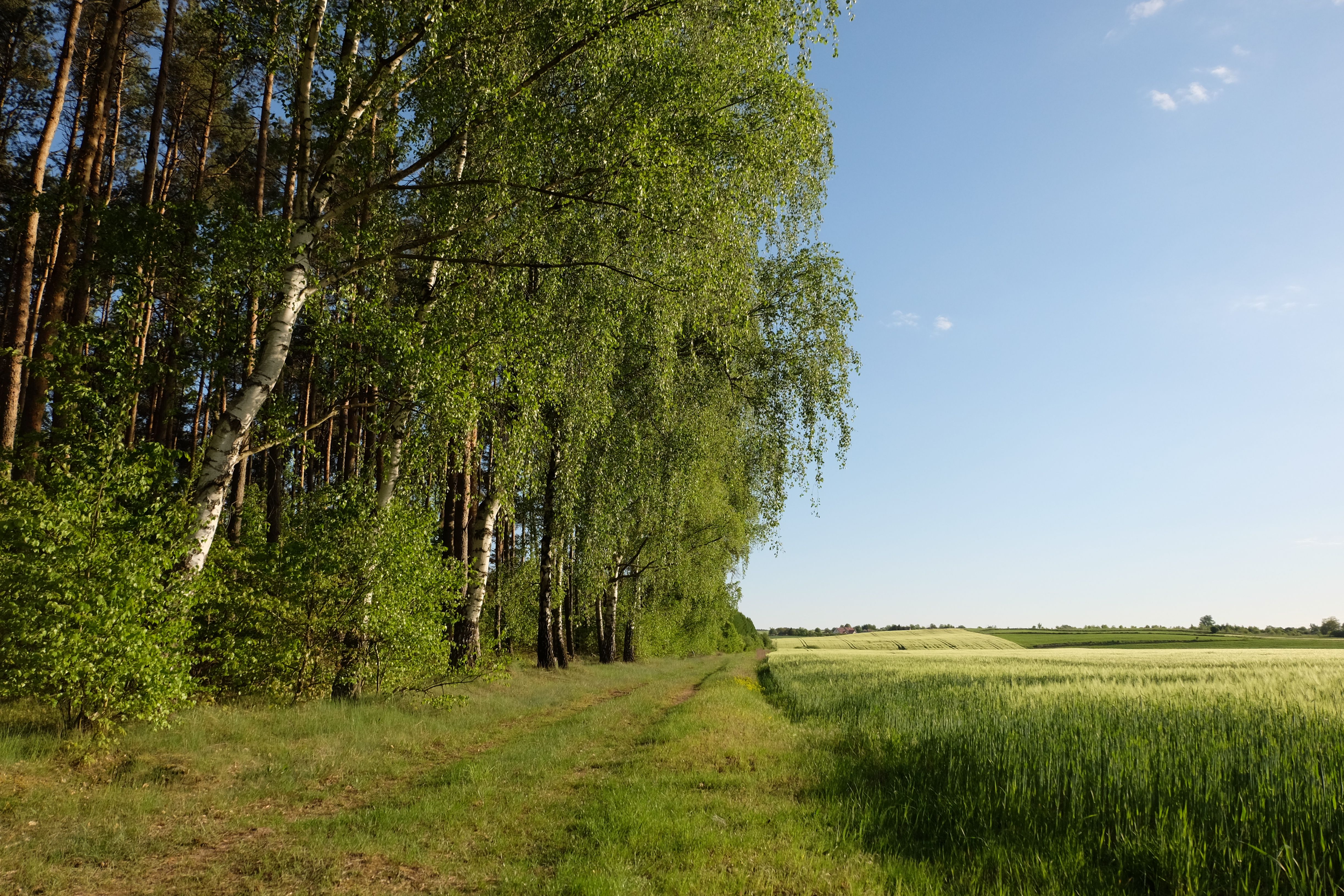 Tranquil Rural Landscape with Birch Trees and Fields · Free Stock Photo