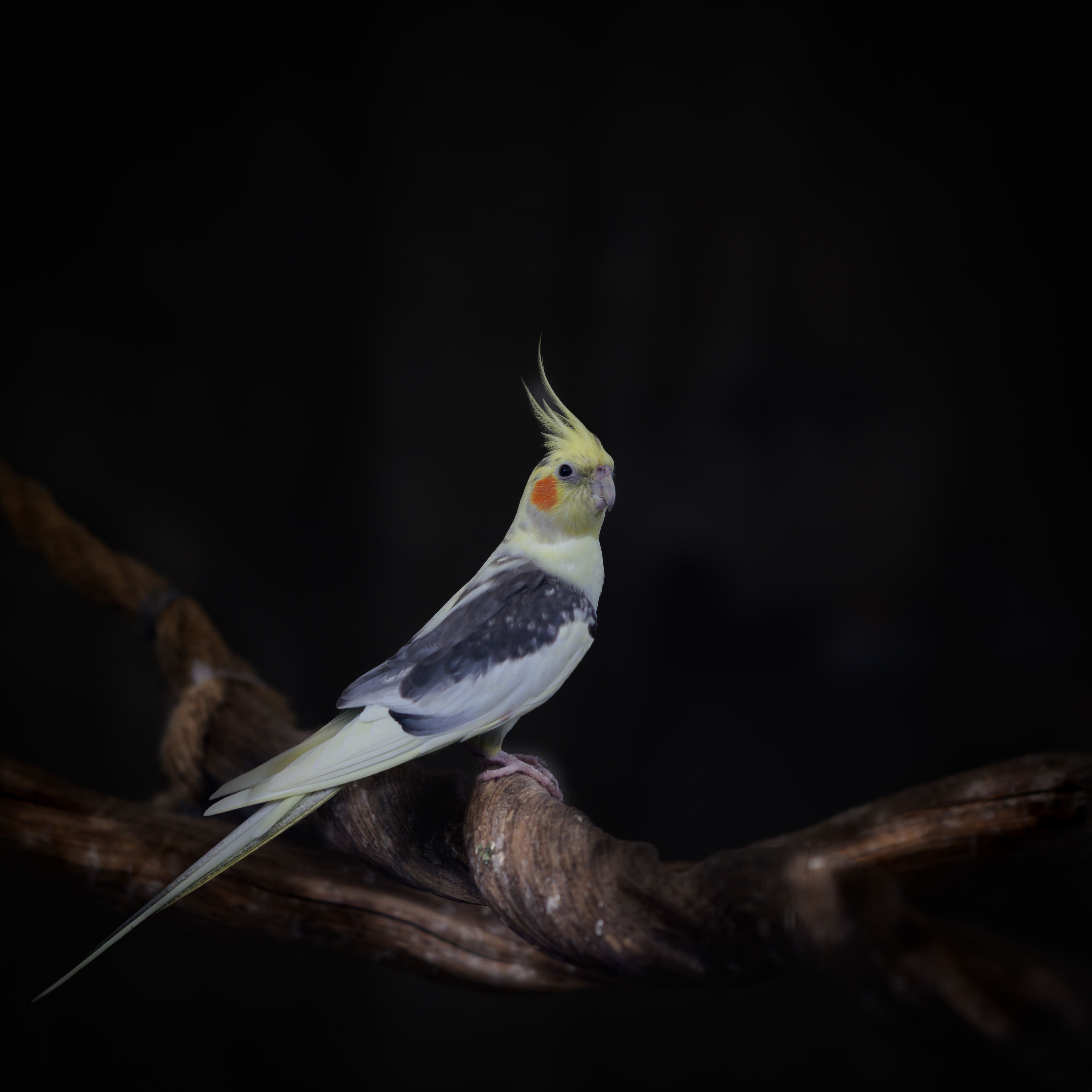 Elegant Cockatiel Perched on a Branch in Jakarta · Free Stock Photo