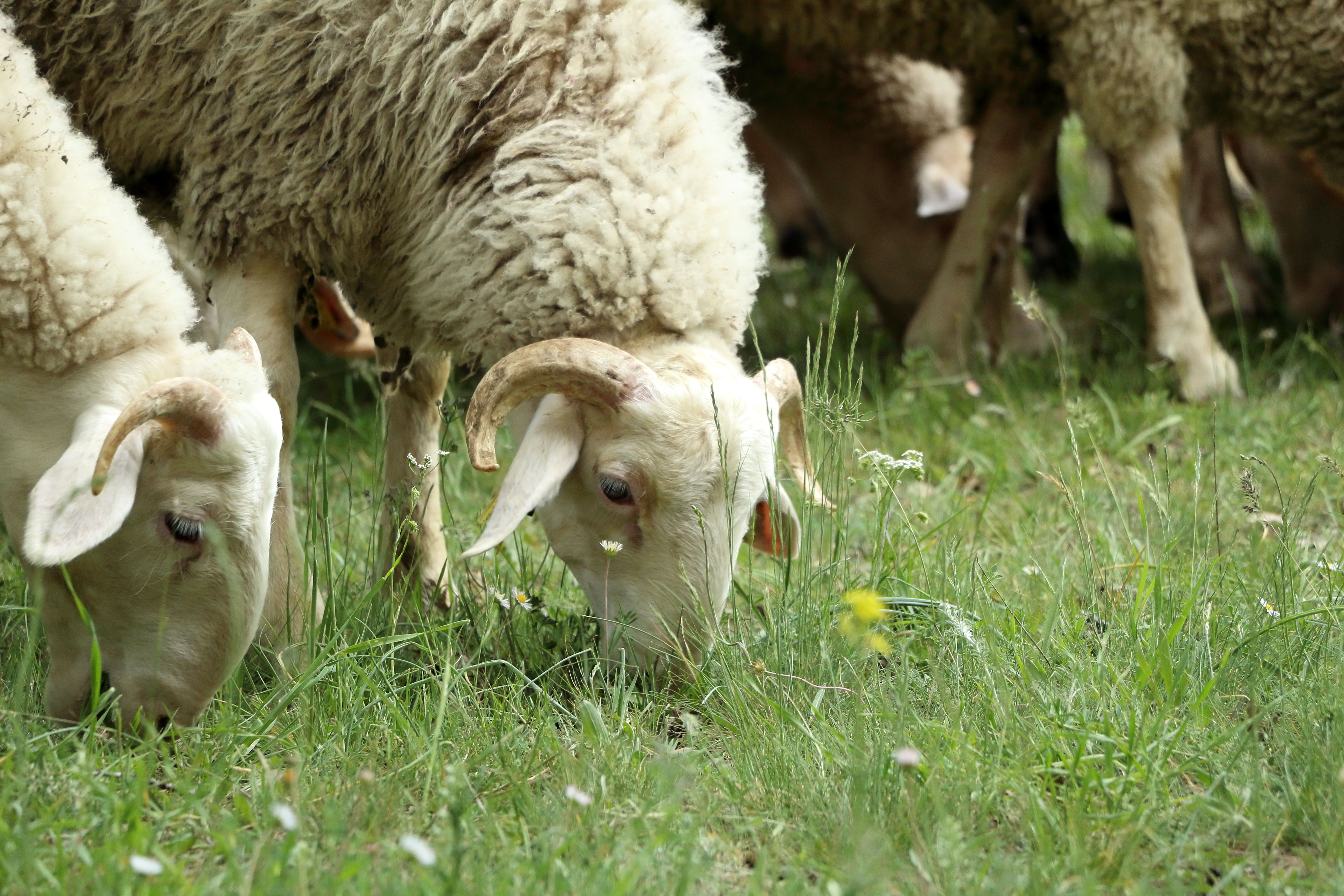 Country Life Photos, Download The BEST Free Country Life Stock Photos ...