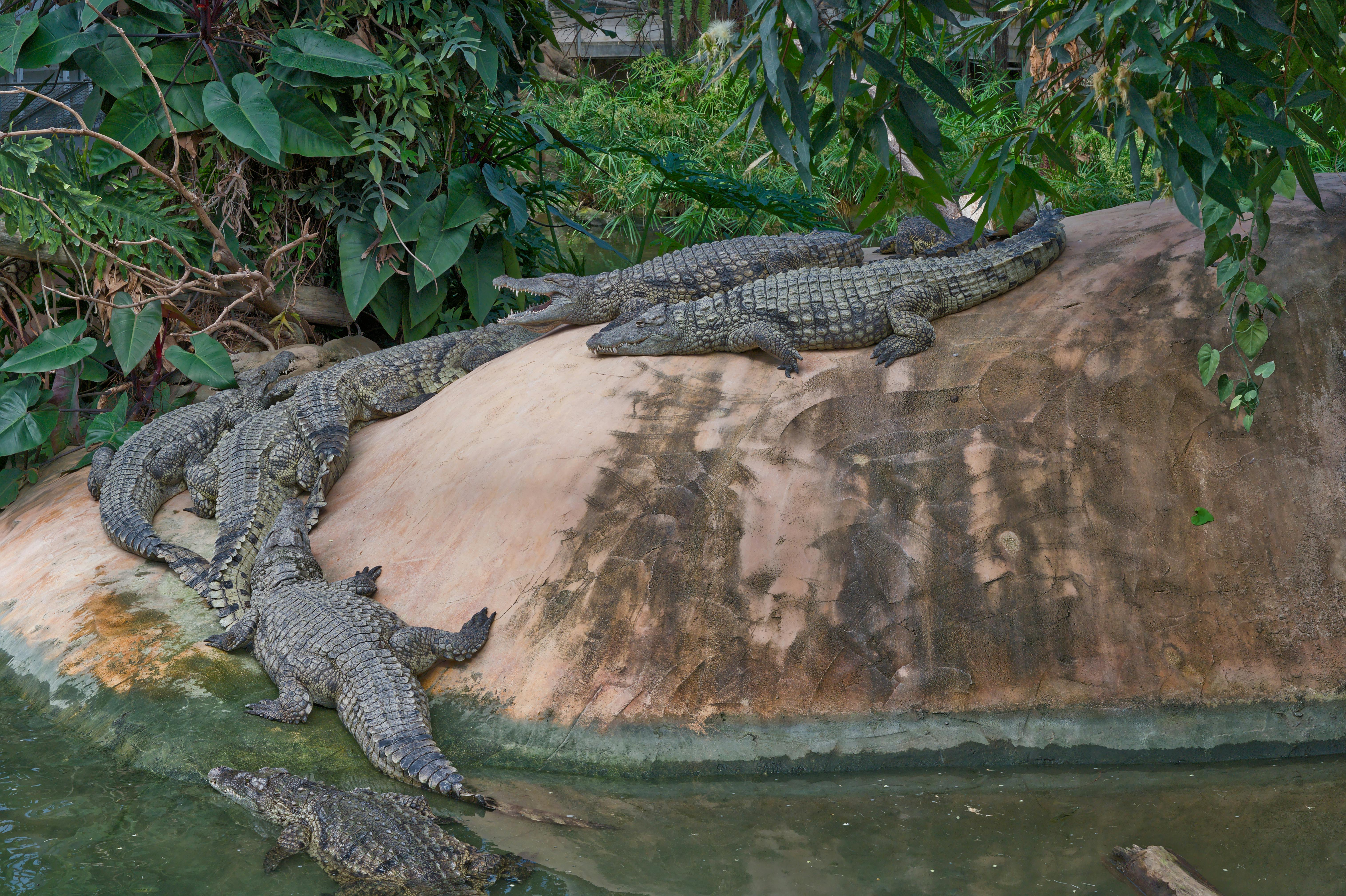 Group of Crocodiles Resting on Rock in Lush Habitat · Free Stock Photo