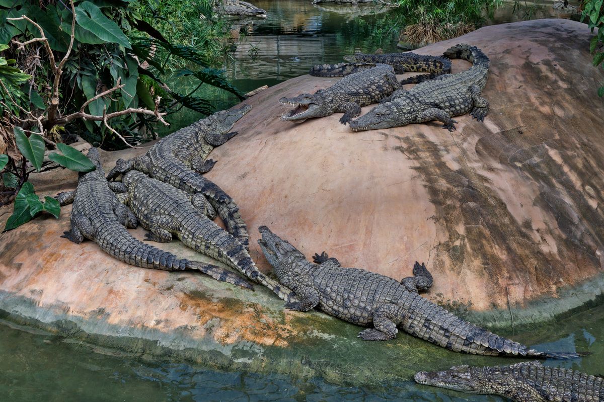 Crocodiles Photos, Download The BEST Free Crocodiles Stock Photos & HD ...