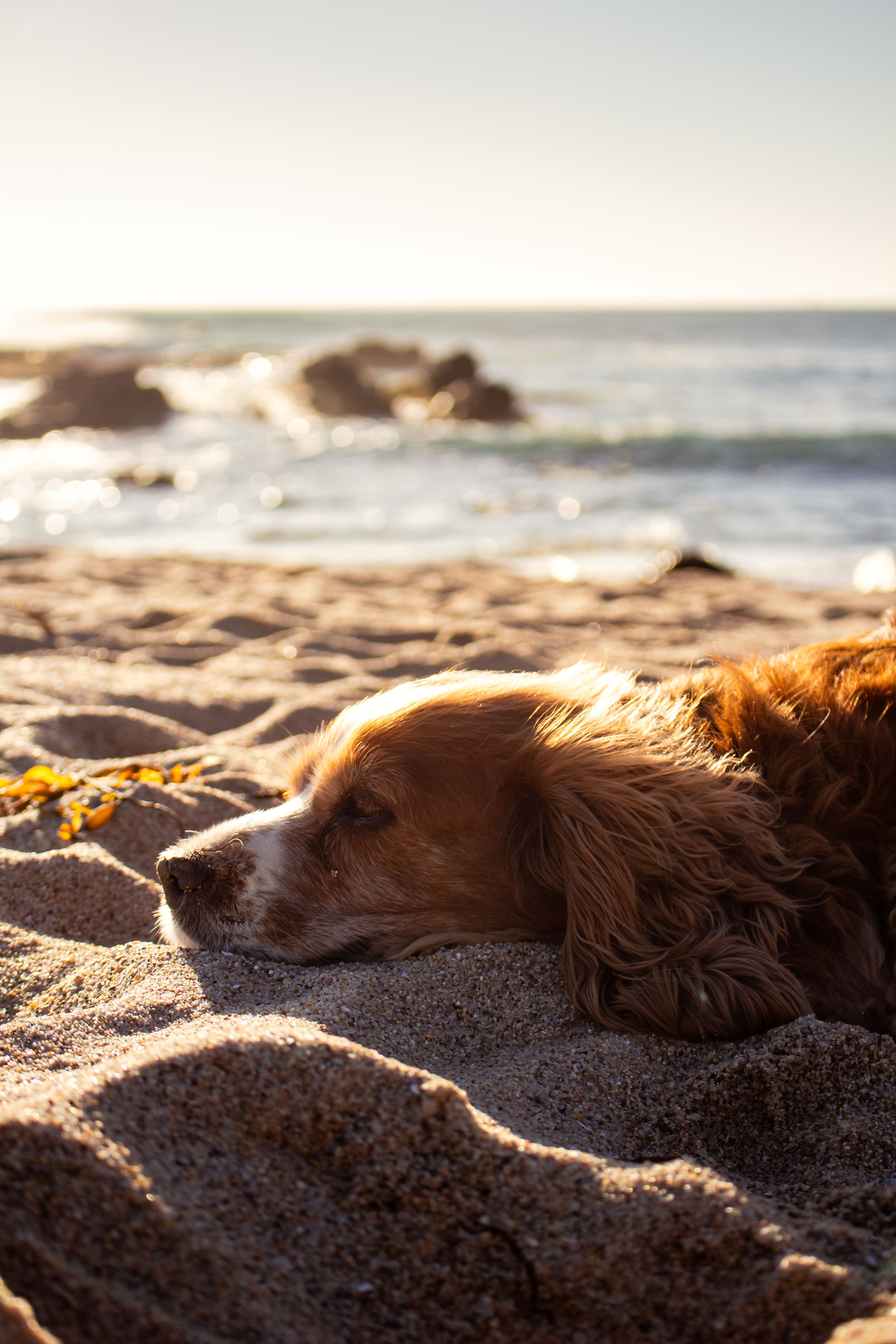 Golden Retriever Sleeping Peacefully on a Sandy Beach · Free Stock Photo