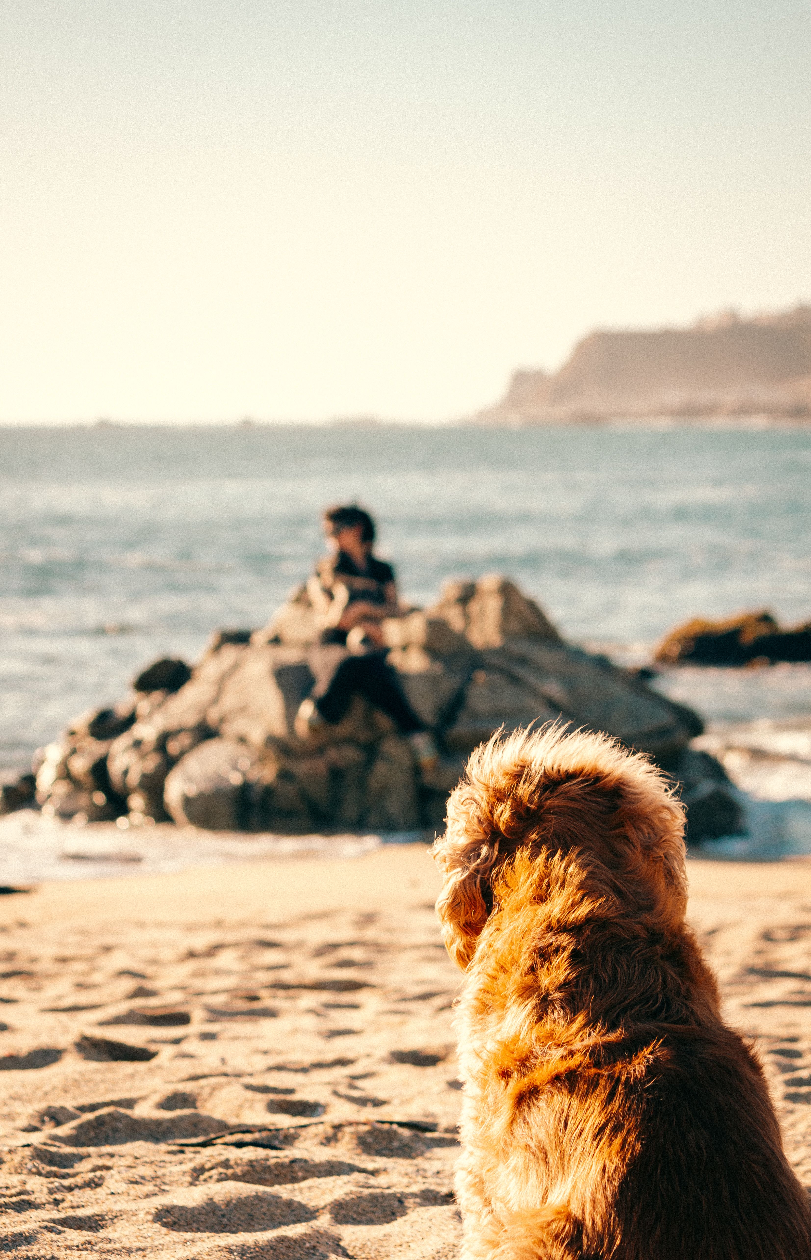 Dog Breed Photos, Download The BEST Free Dog Breed Stock Photos & HD Images