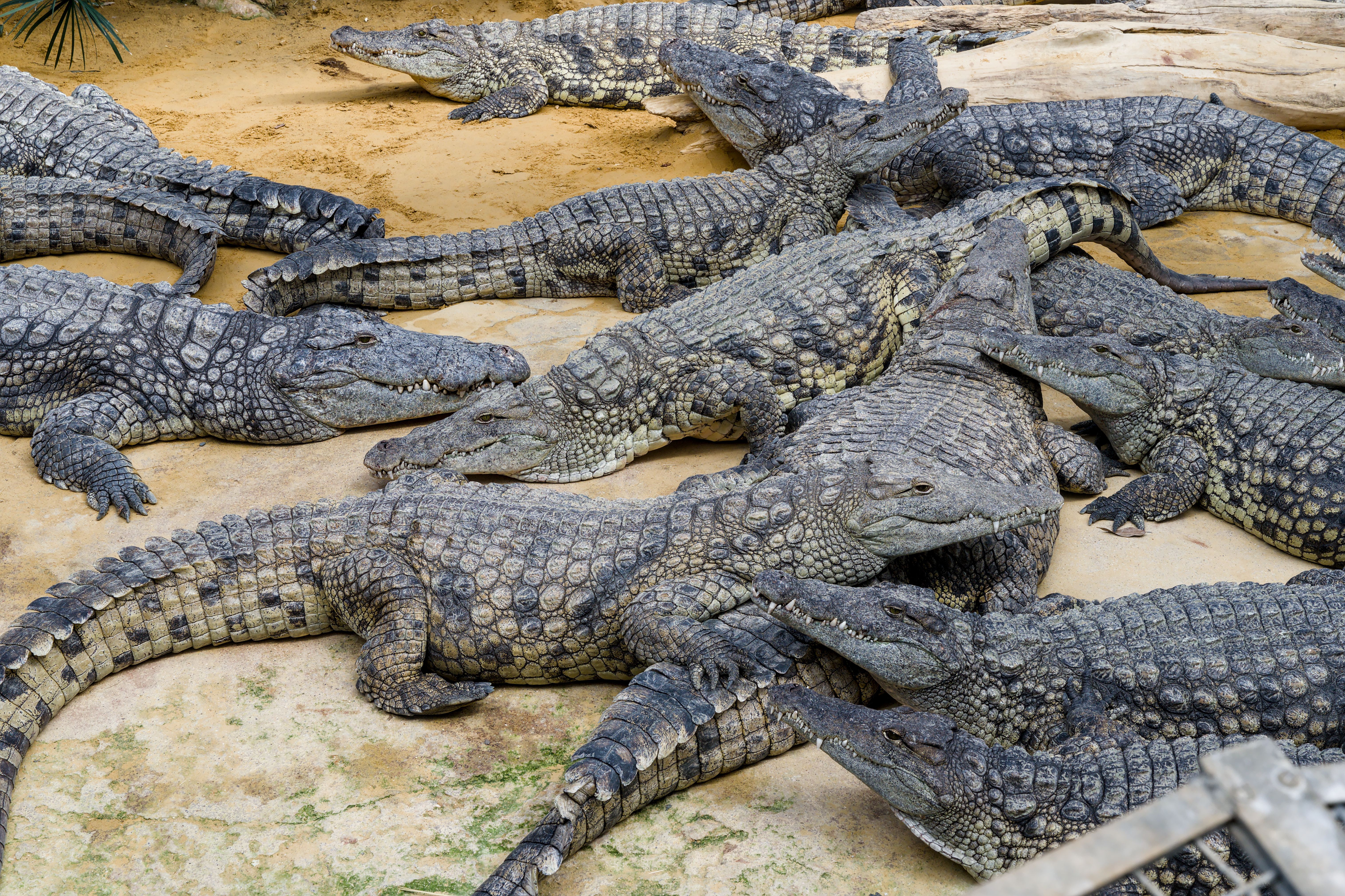 Group of Nile Crocodiles Resting Together Outdoors · Free Stock Photo