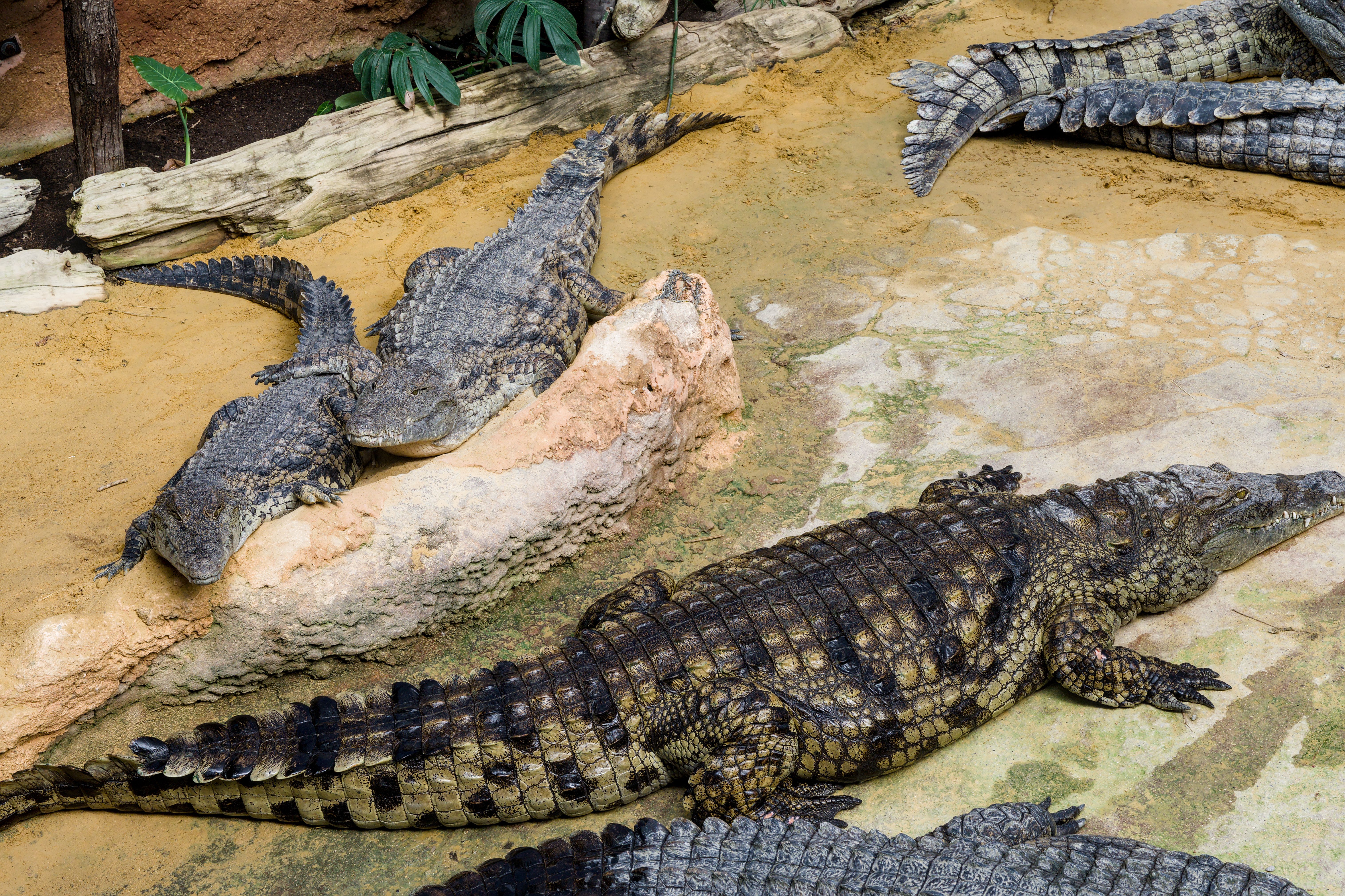 Group of Crocodiles in Zoo Habitat · Free Stock Photo