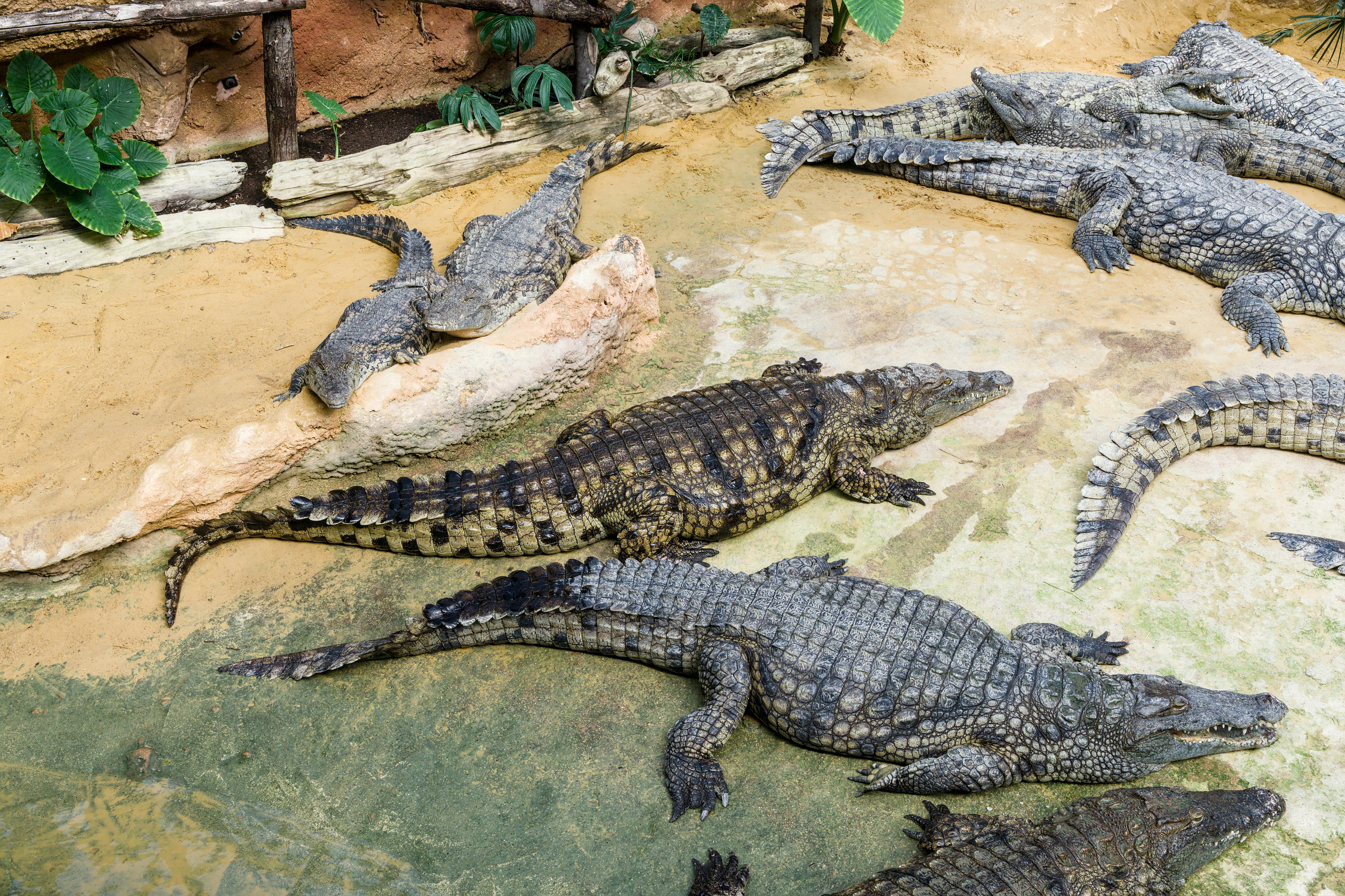 Group of Crocodiles Resting on Sandy Terrain · Free Stock Photo