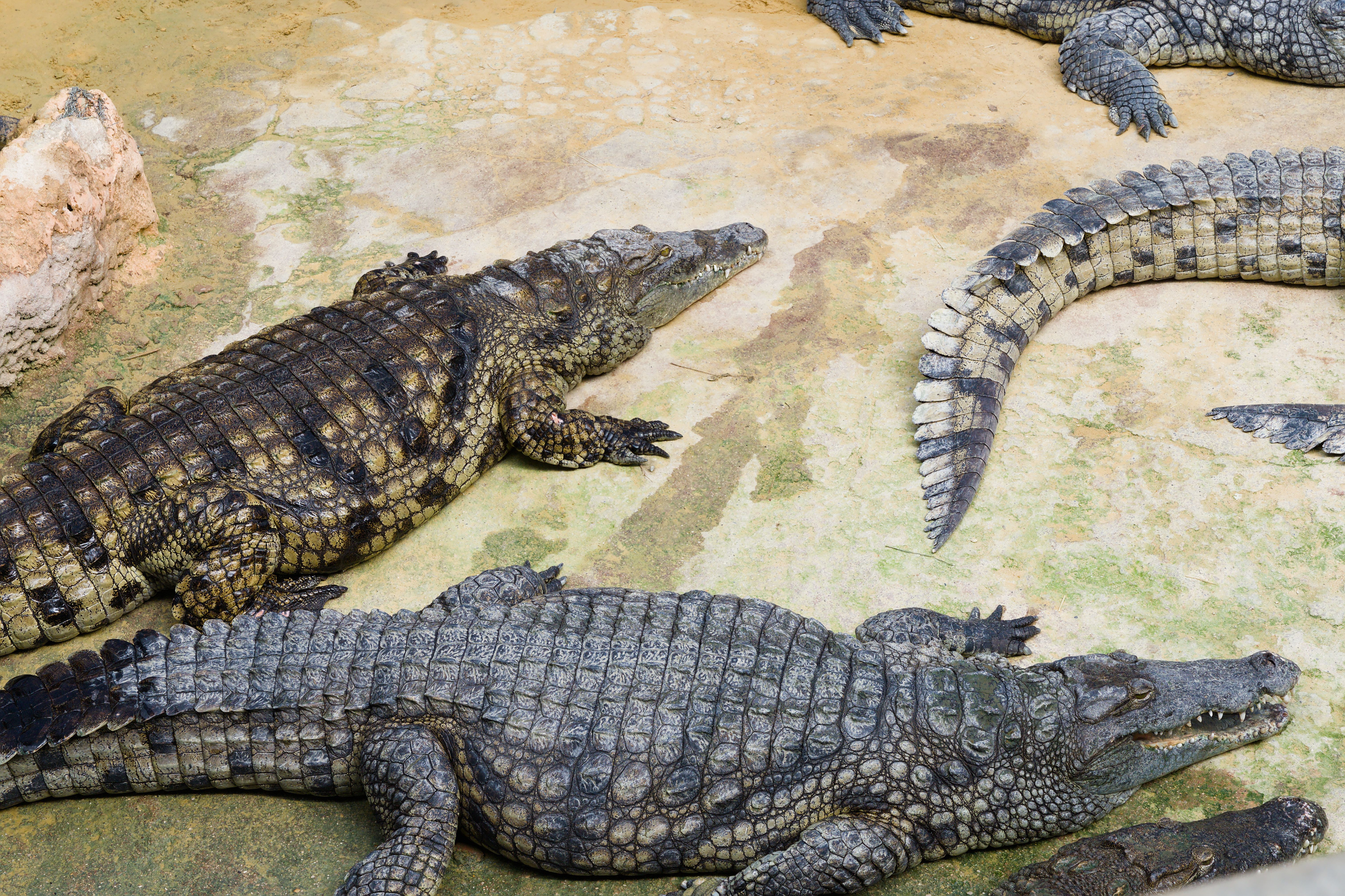 Group of Crocodiles Resting Outdoors · Free Stock Photo