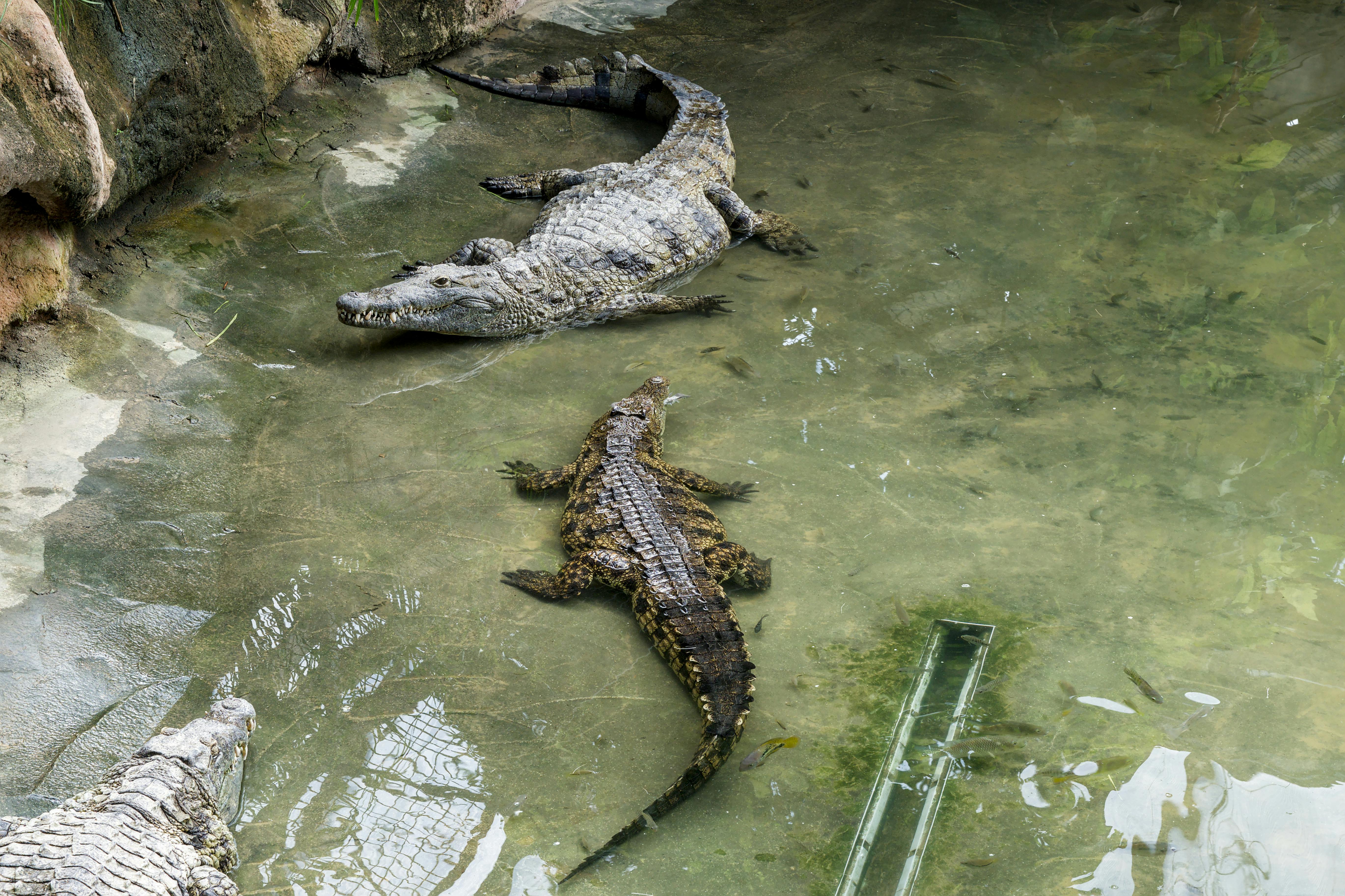 1.109+ Fotos y Imágenes de Cocodrilos Gratis · Banco de Fotos Gratis