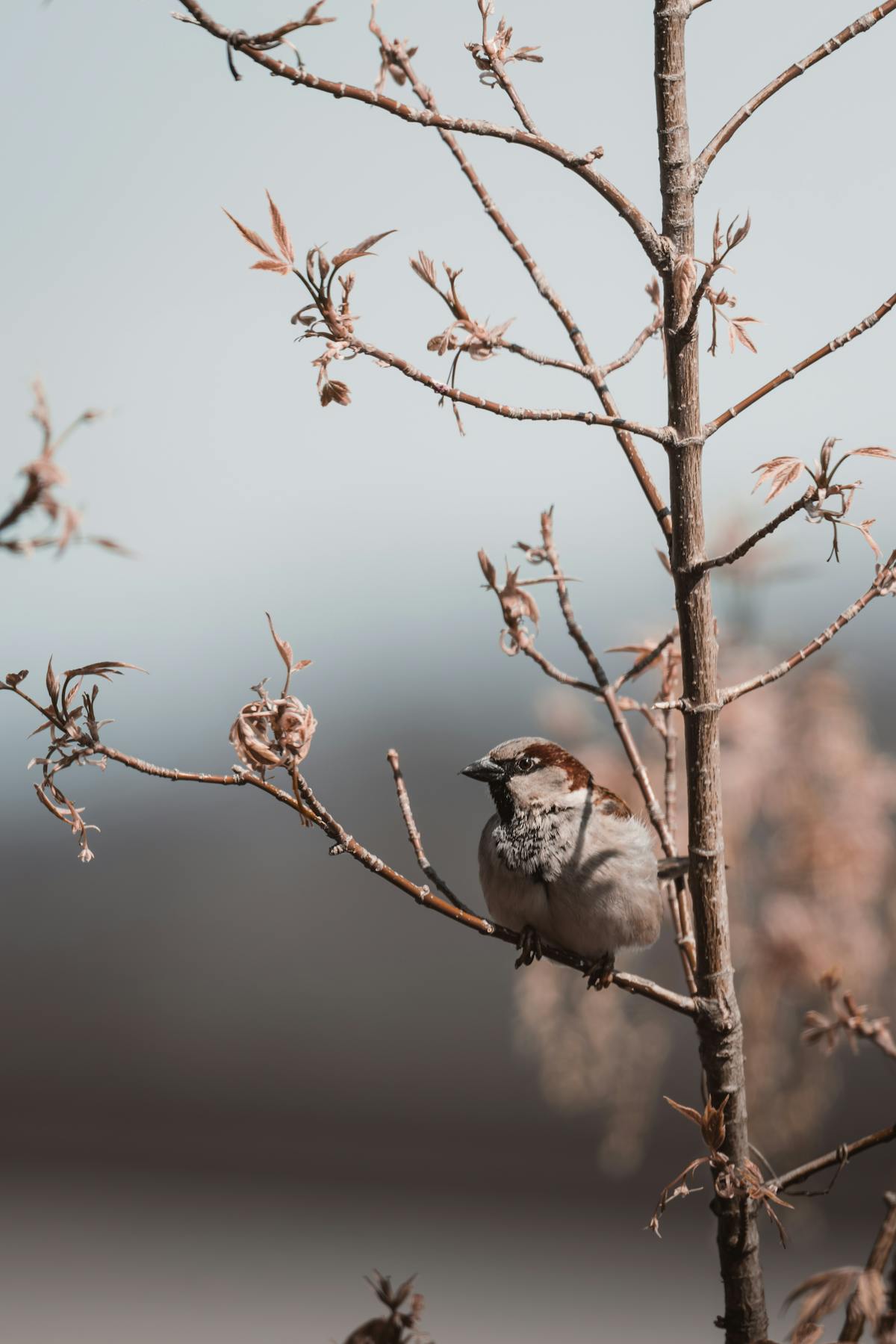 4k Wallpaper Sparrows On A Branch Enjoy Spring Blooms Photos, Download ...