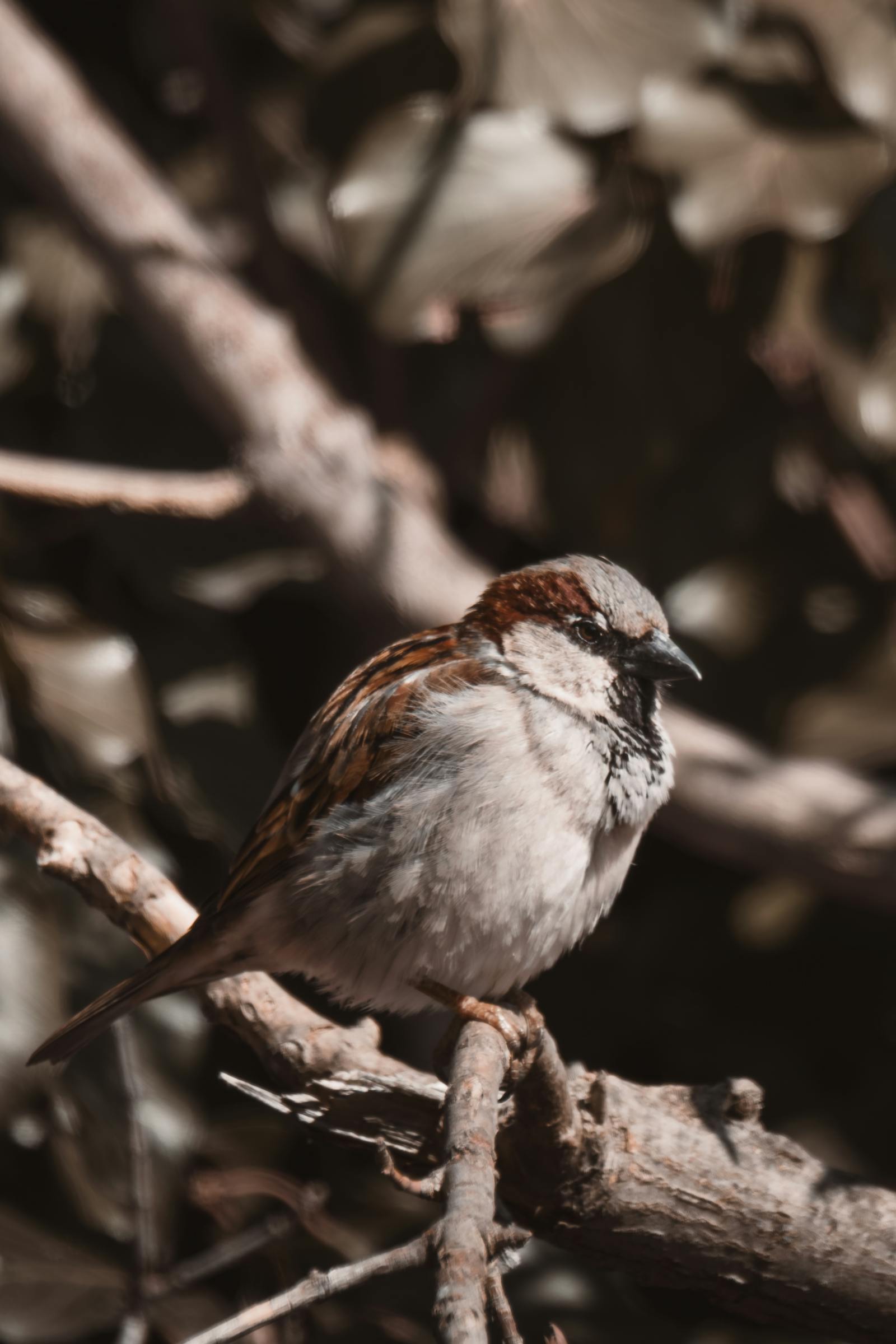 Sparrow Images Photos, Download The BEST Free Sparrow Images Stock ...