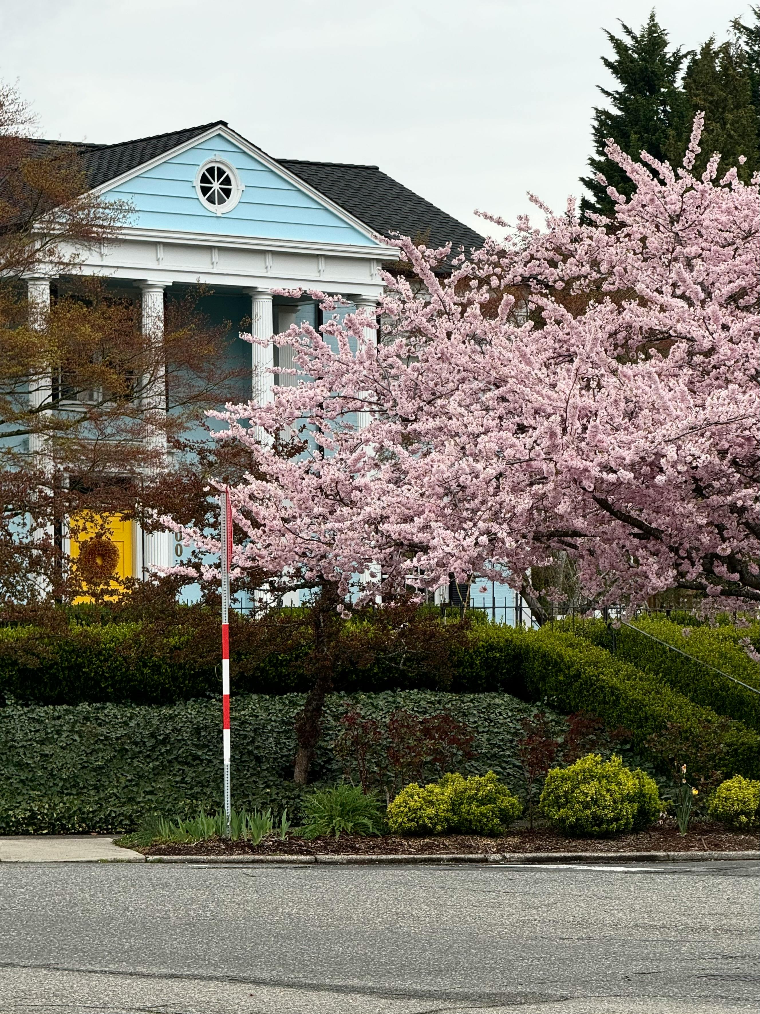 Baltimore Spring Cherry Blossoms in Bloom · Free Stock Photo